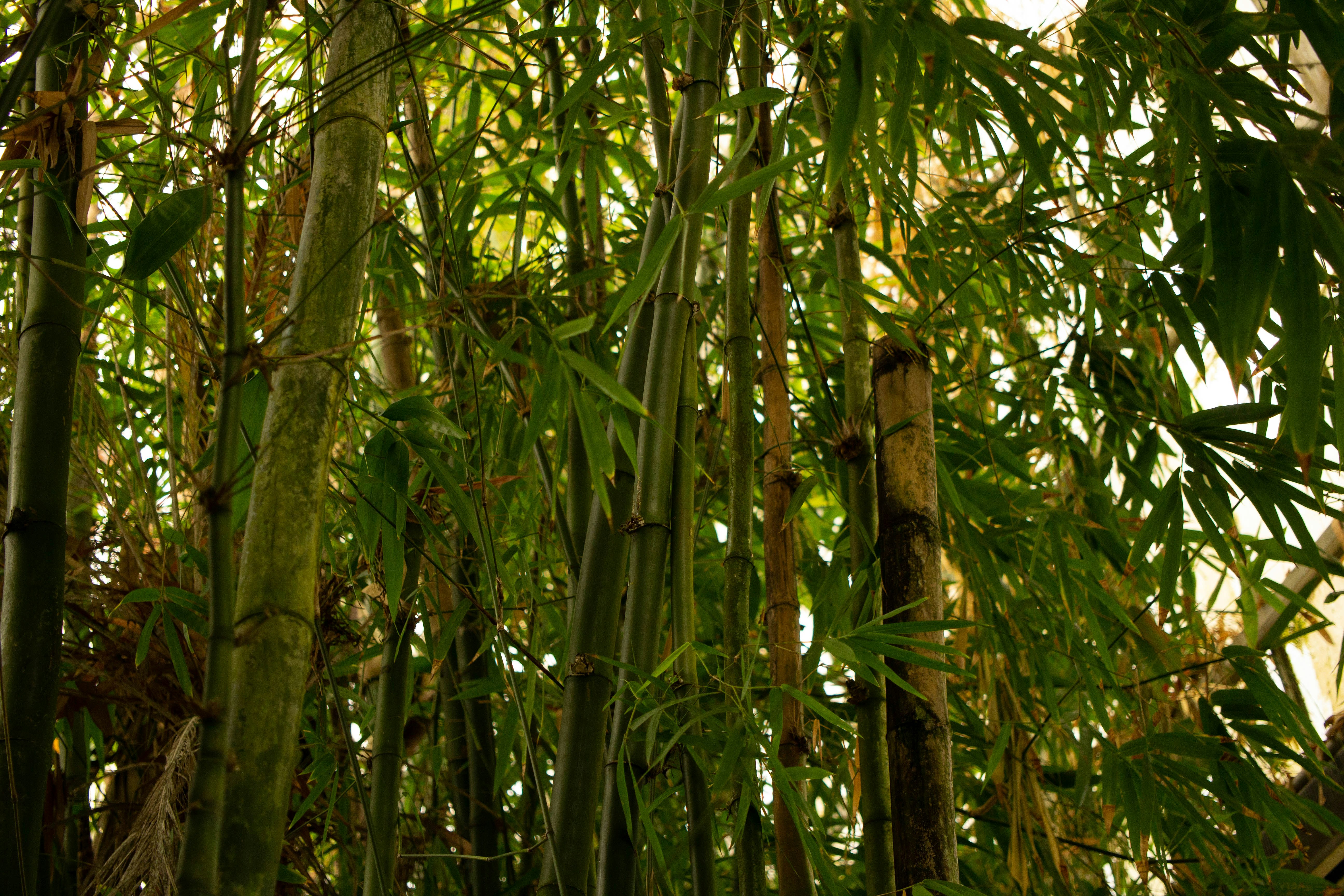 A group of tall bamboo trees in a forest photo – Free Green Image on ...