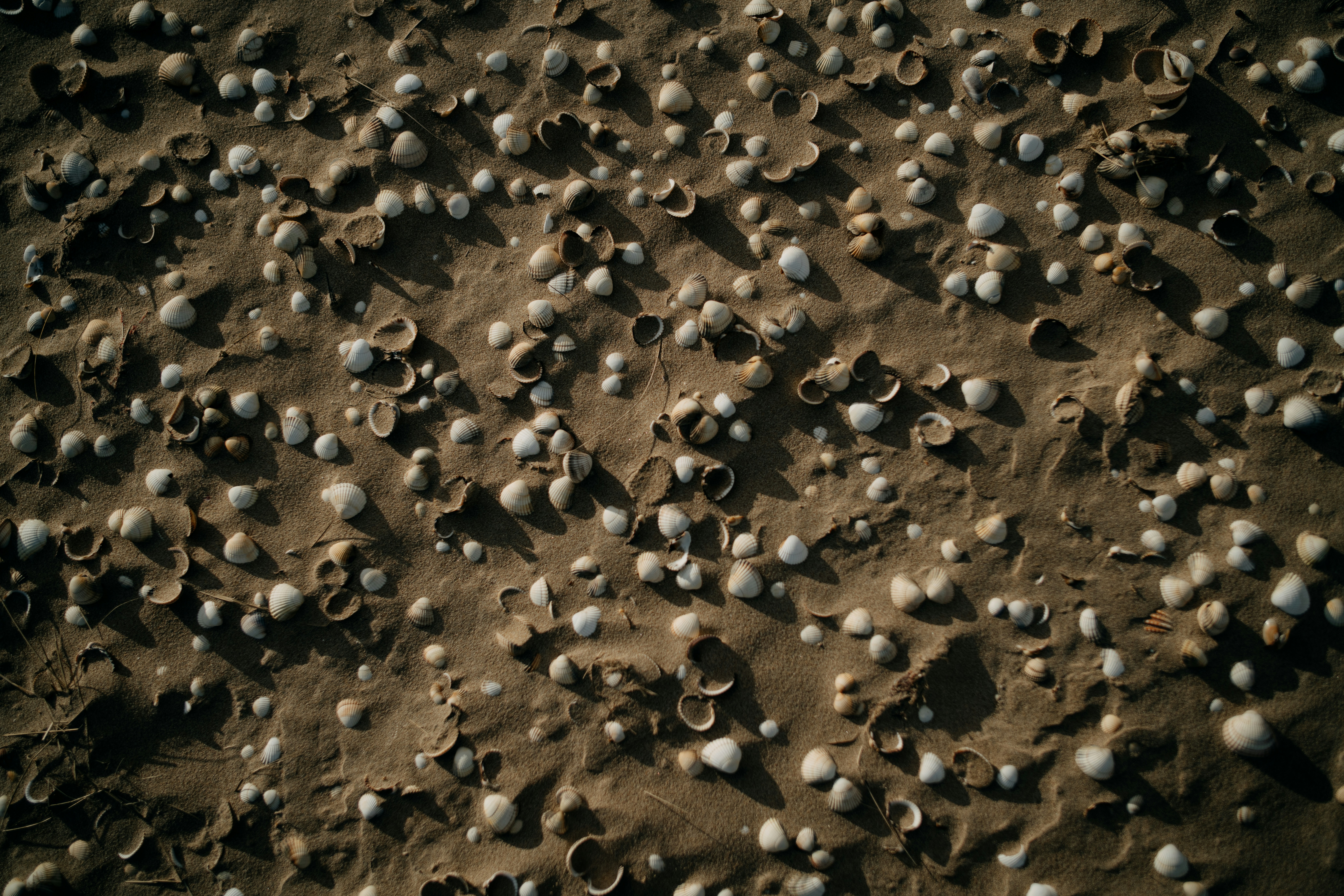 A bunch of shells that are on the sand photo – Free Shells Image on ...