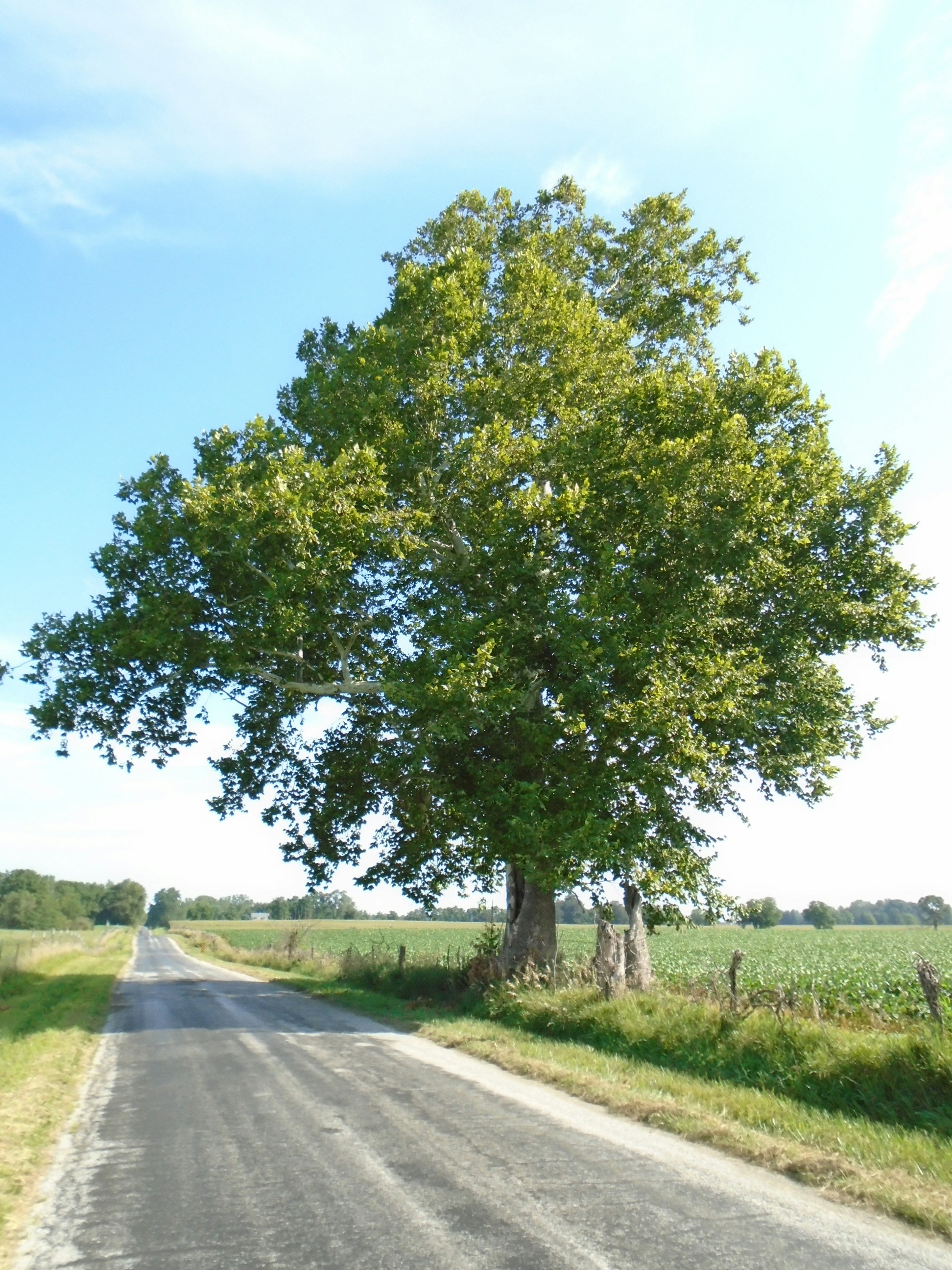 A large tree on the side of a road photo – Free Tree Image on Unsplash