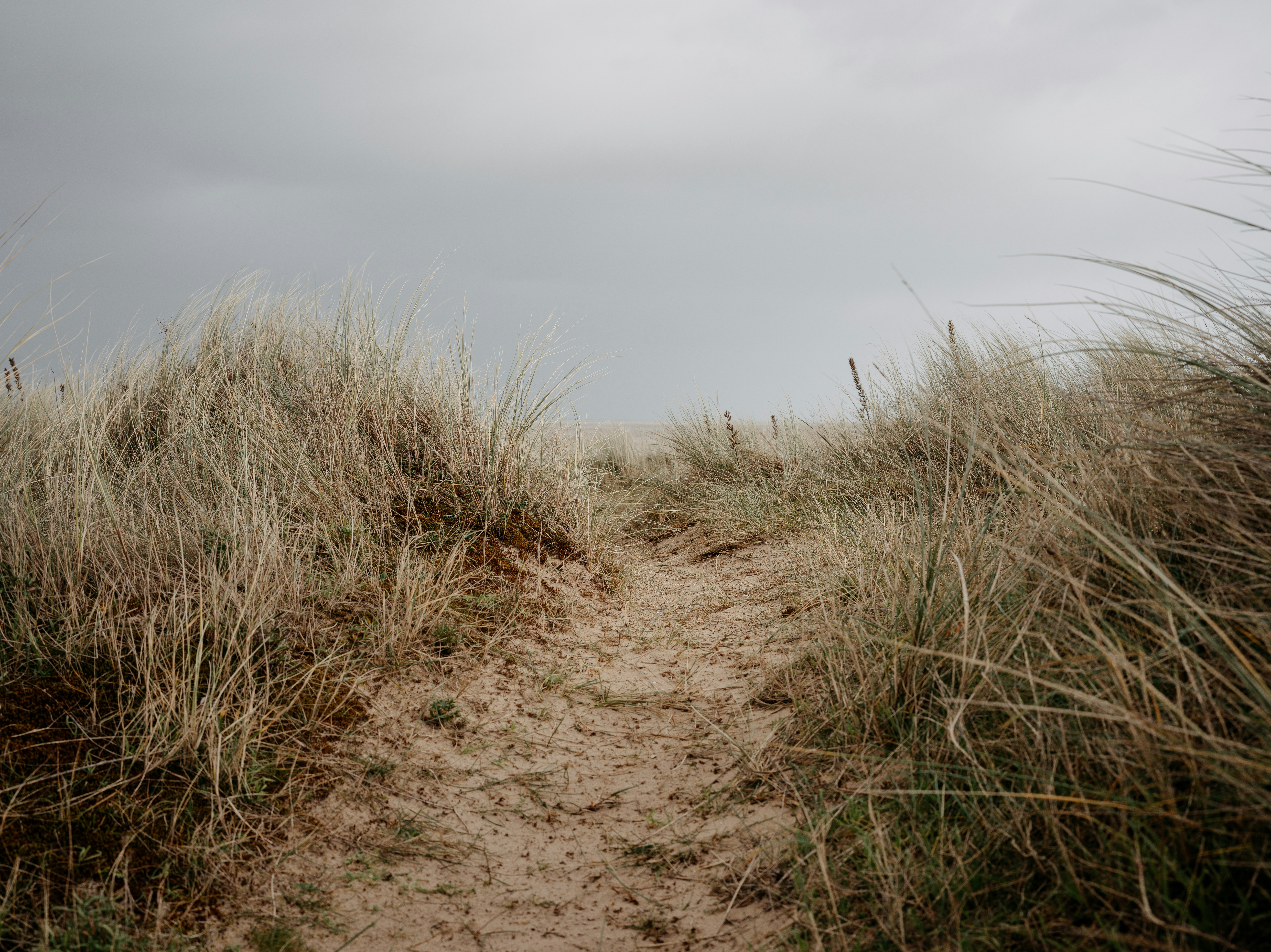 A path through the sand dunes leading to the beach photo – Free Coastal ...