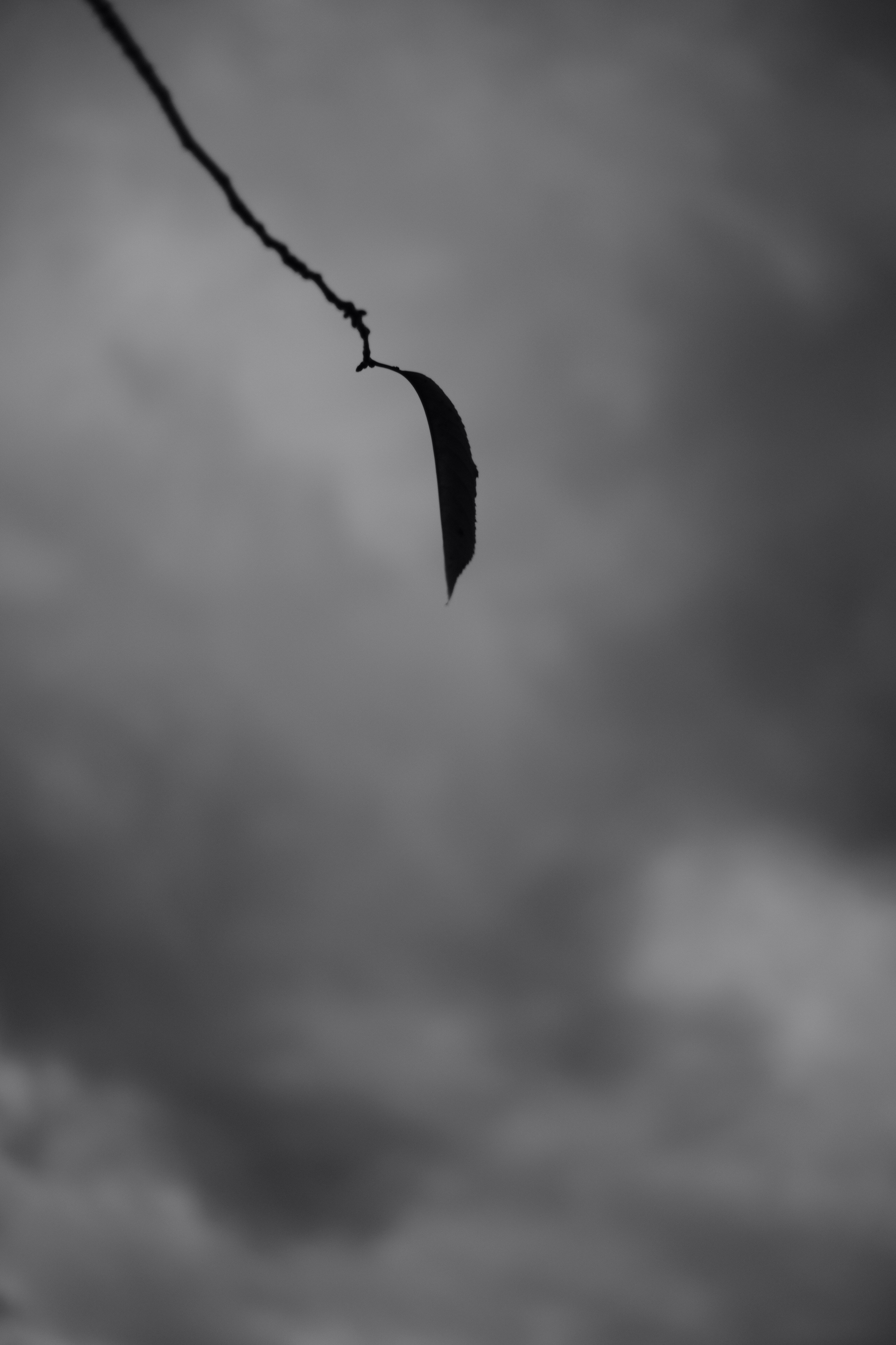 Dormant Leaf on a Tendril Against a Moody Sky