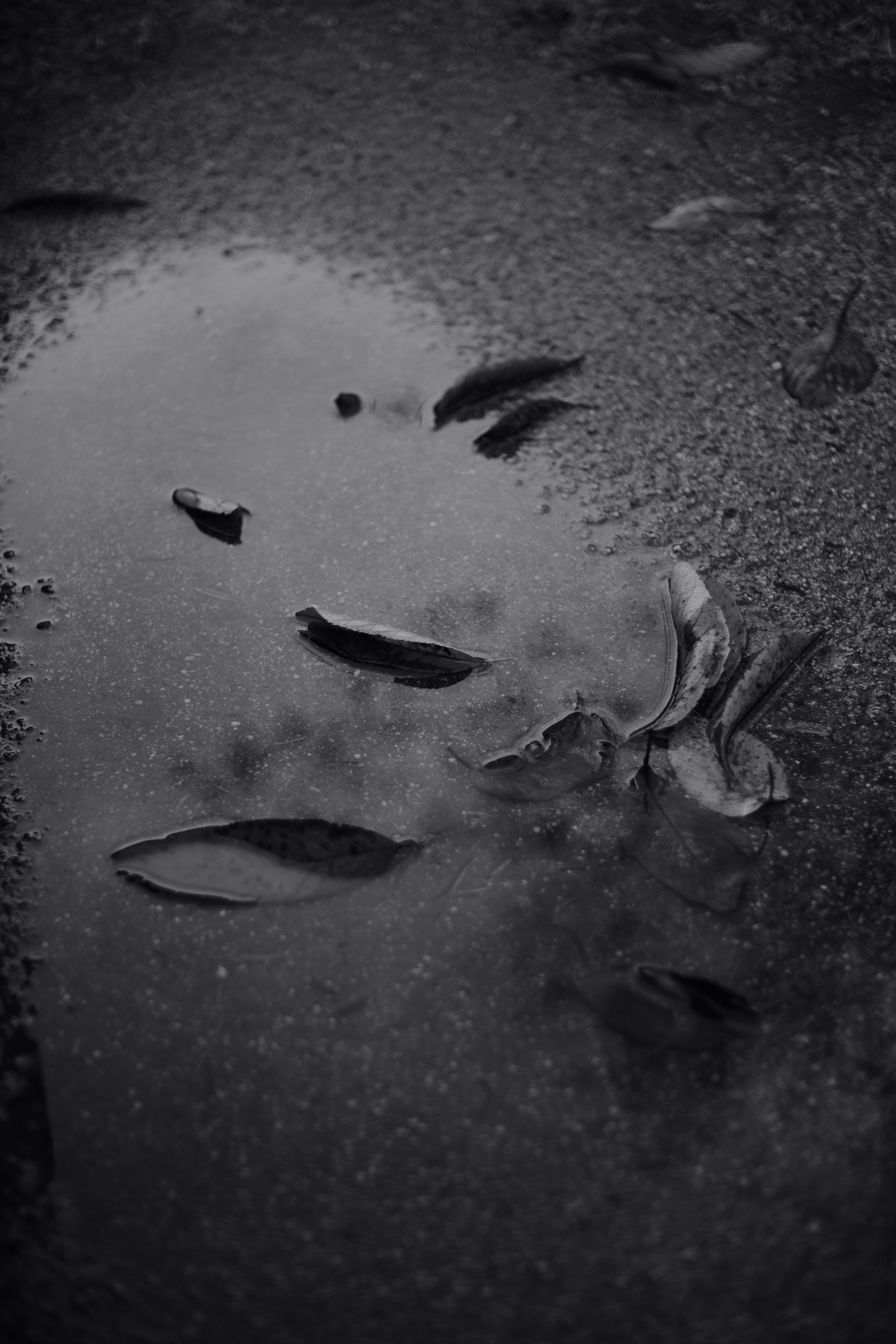 A black and white photo of a puddle of water photo – Free Grey Image on ...