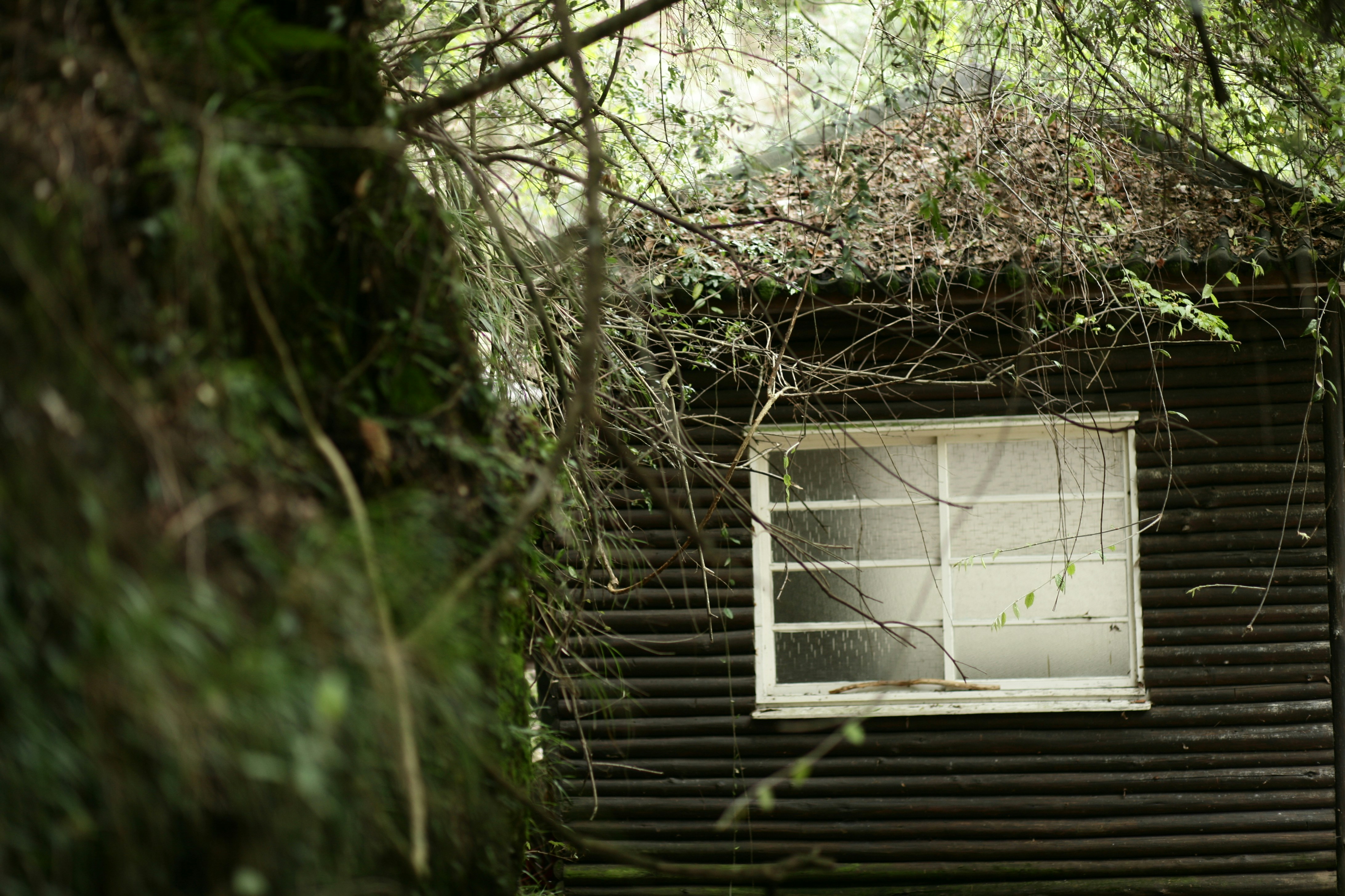 Veiled Window on a Moss-Draped Cabin: Quiet Facade Among Tangled Vines