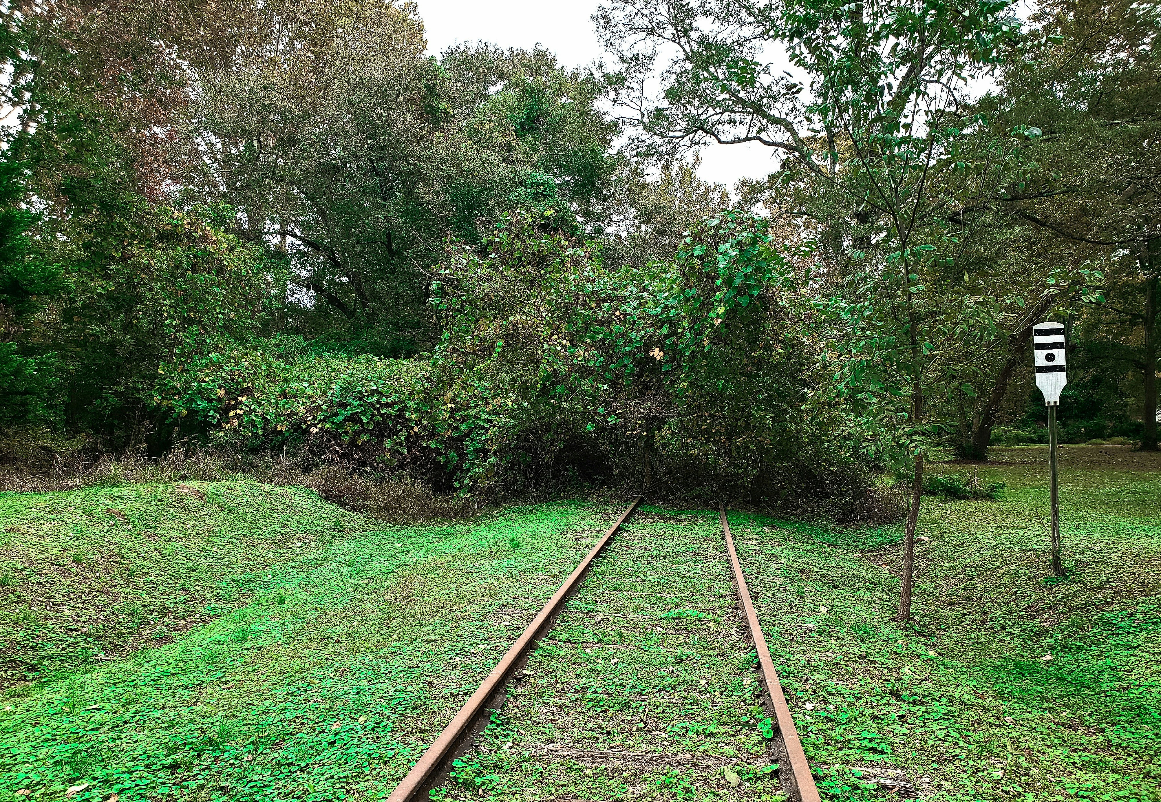 Overgrown railway tracks disappearing into lush greenery, with a vintage signal post standing guard. A serene testament to nature reclaiming its space.