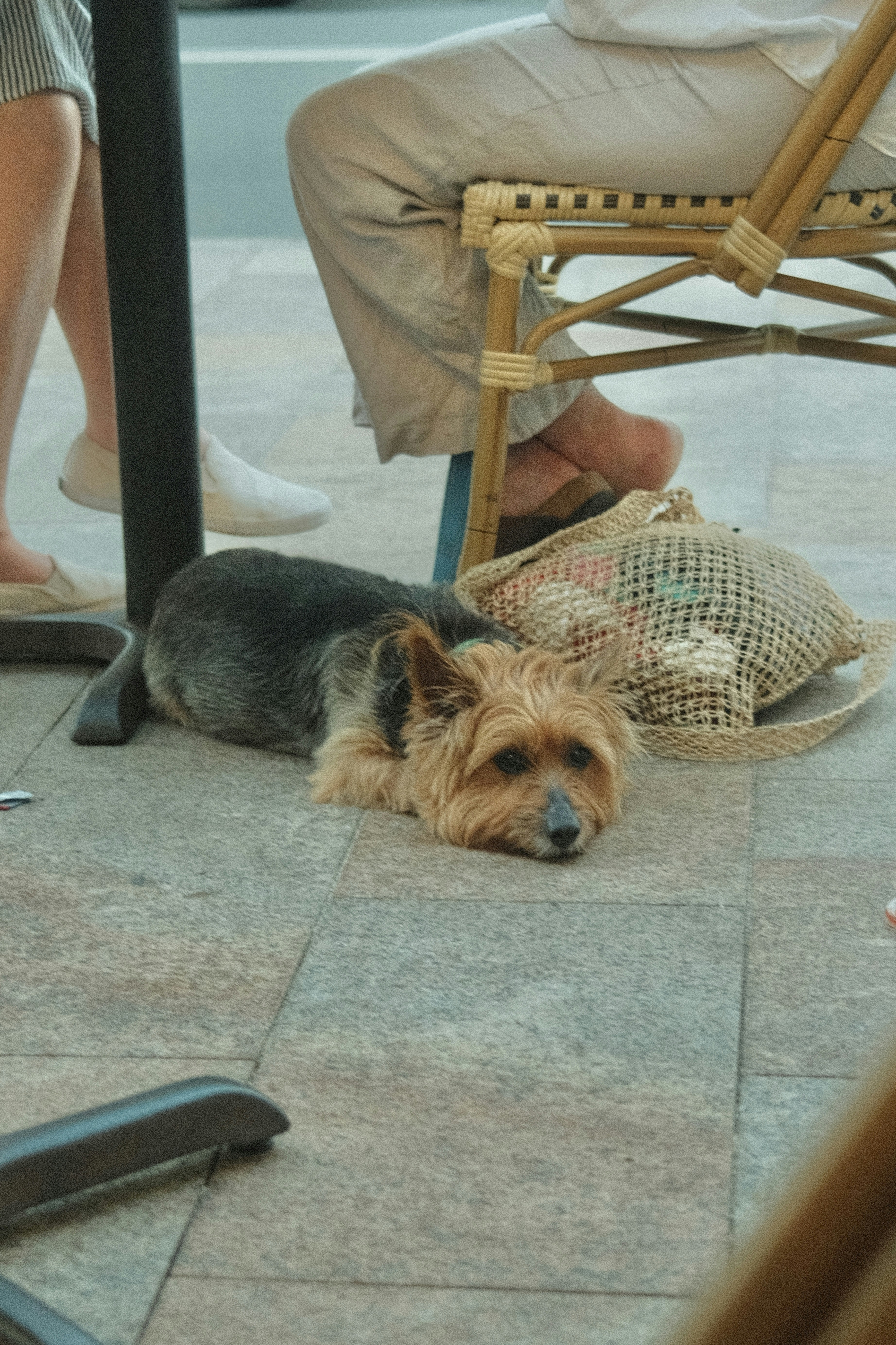 Cafe Canine Rest: A Tiny Terrier Dozes by a Woven Bag Under Outdoor Chairs