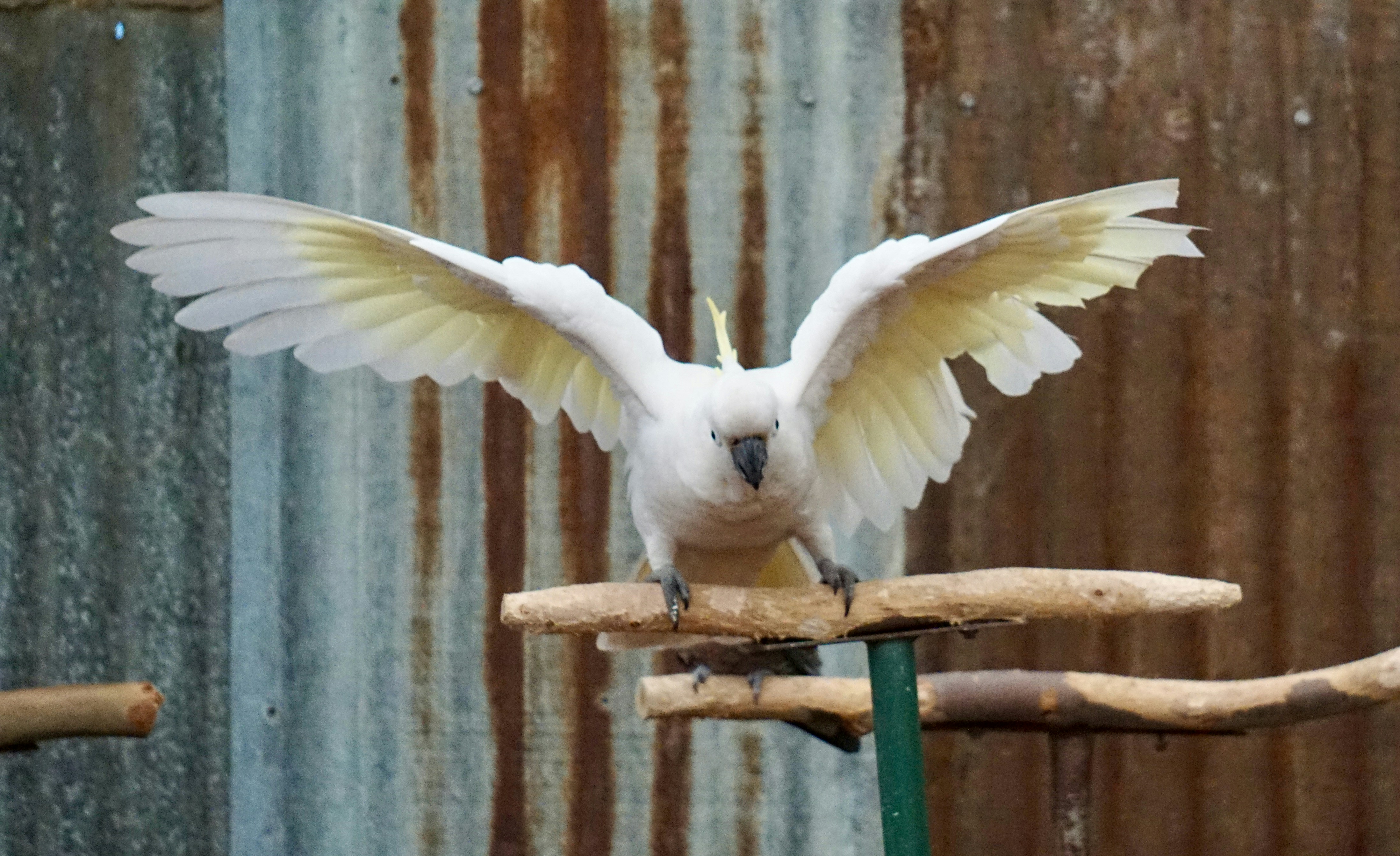 Winged Spotlight: White Cockatoo Spreads Across a Corrugated Rust Backdrop