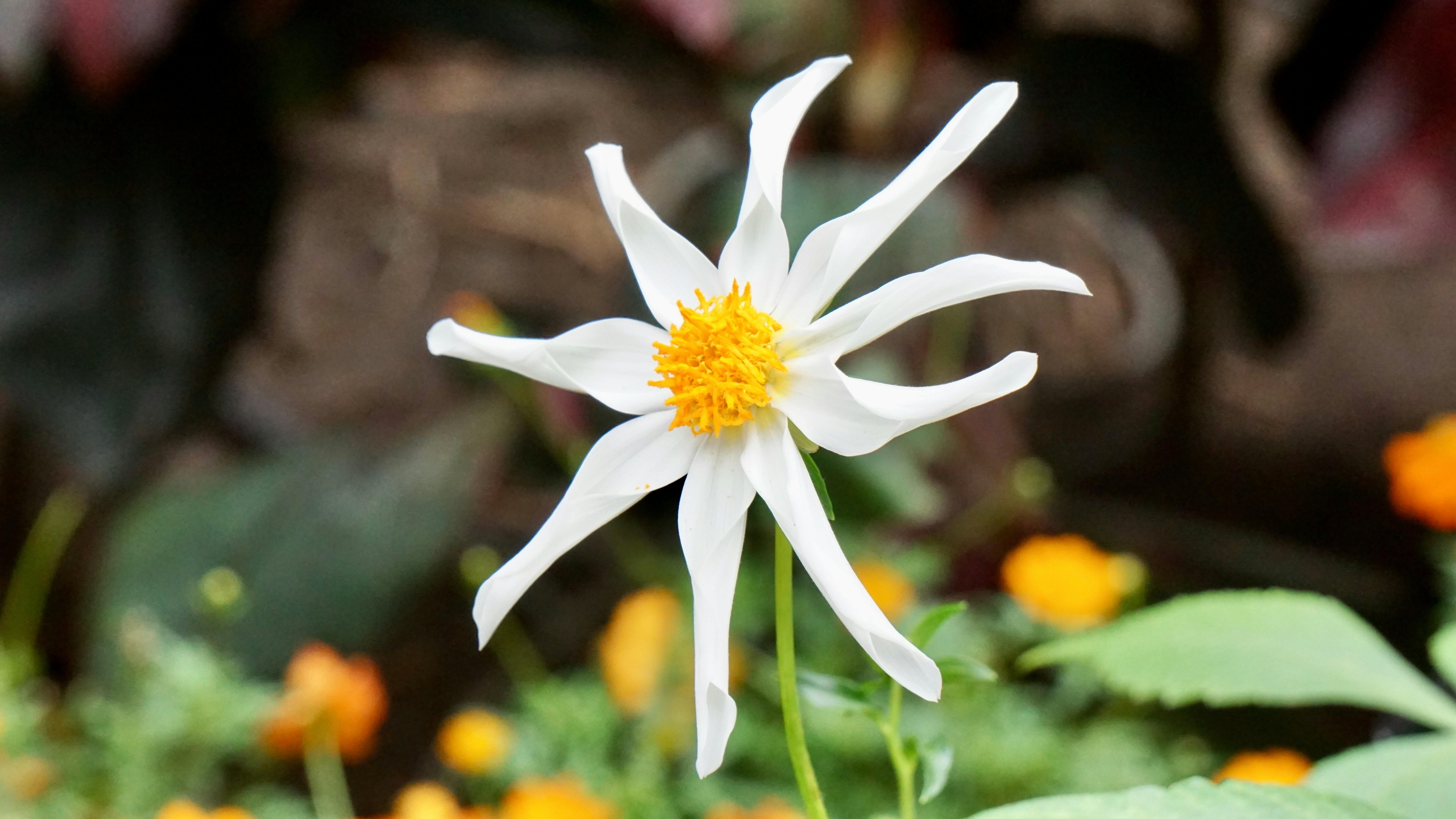 Starburst in the Garden: A White Anemone Reaches Toward the Light