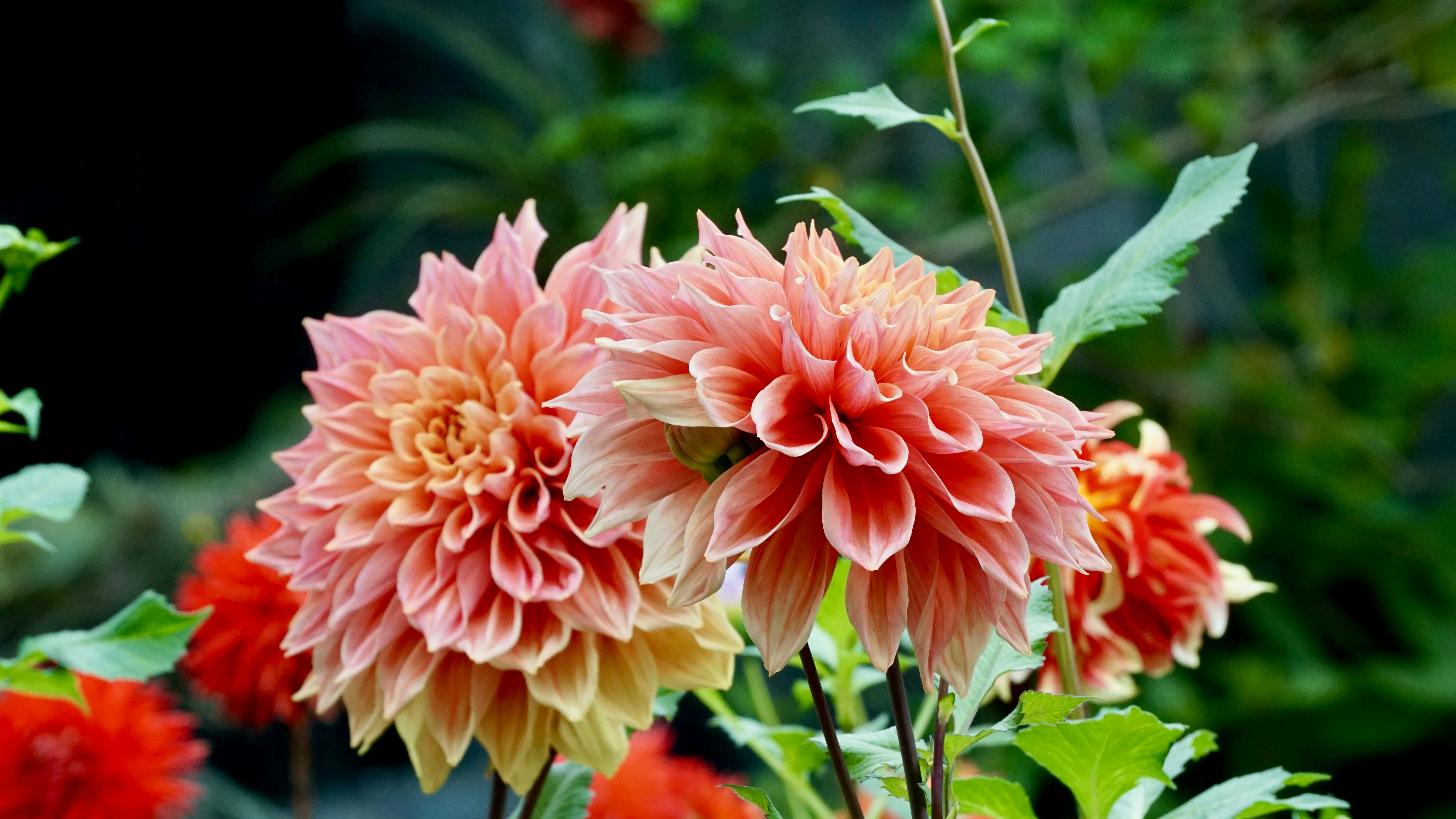 Petal Mirage: Coral Dahlias in a Verdant Burst