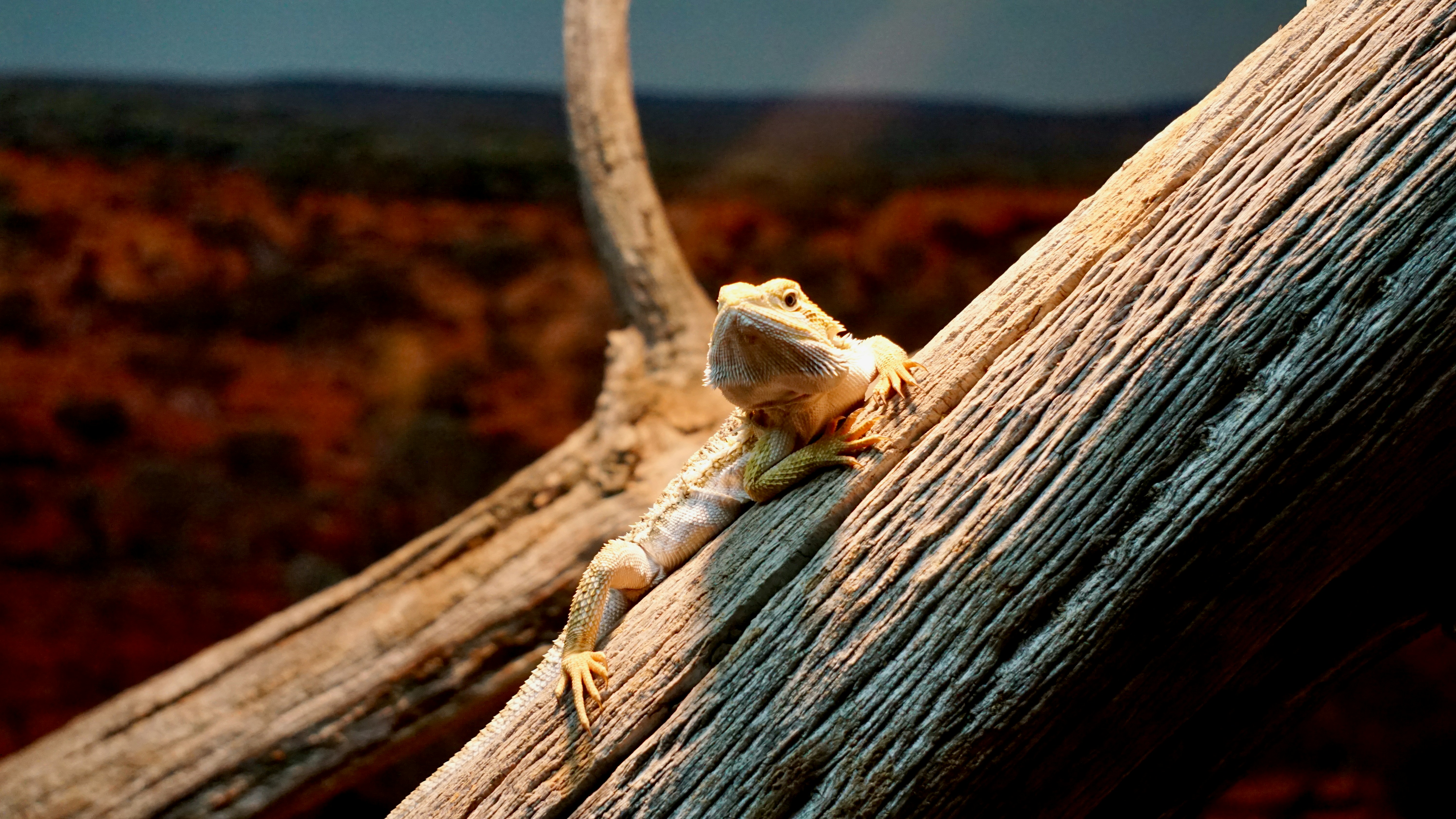 A bearded dragon resting on a textured log under warm lighting, showcasing its unique scales and posture against a blurred natural backdrop.