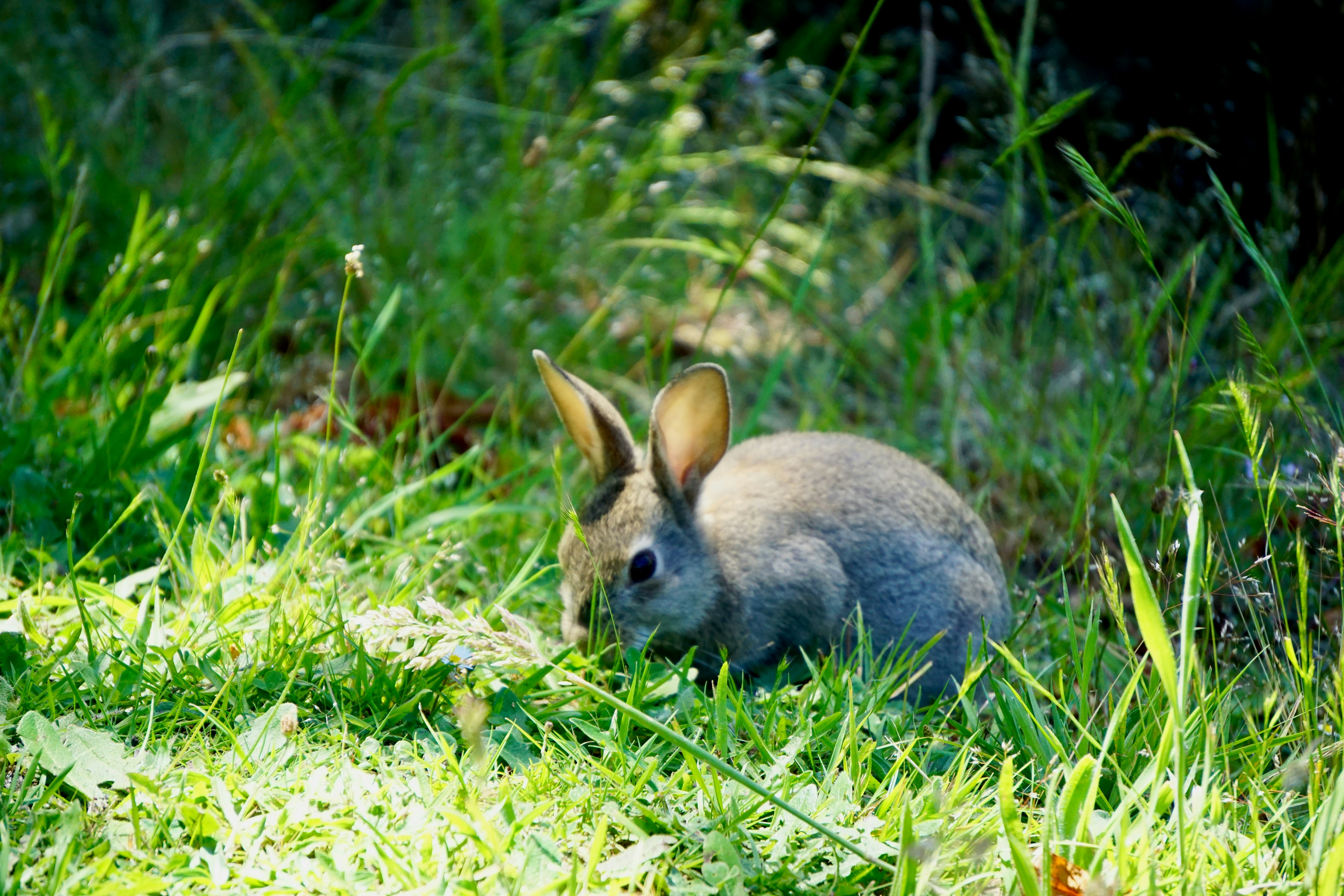 Cute Rabbit Pictures | Download Free Images on Unsplash