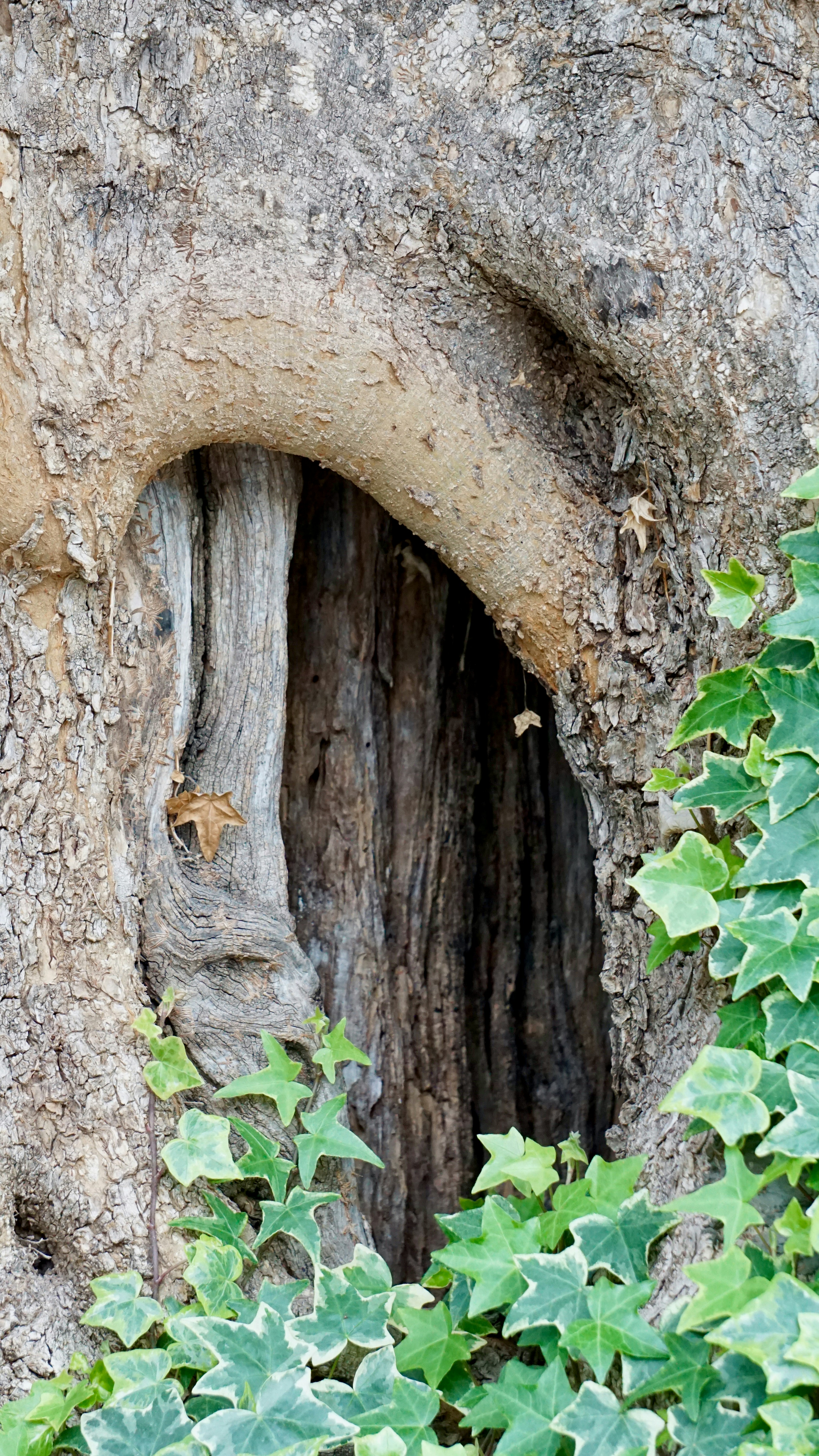 An ancient tree trunk with a hollow opening, surrounded by vibrant green ivy leaves. The texture of the bark adds depth to the scene.