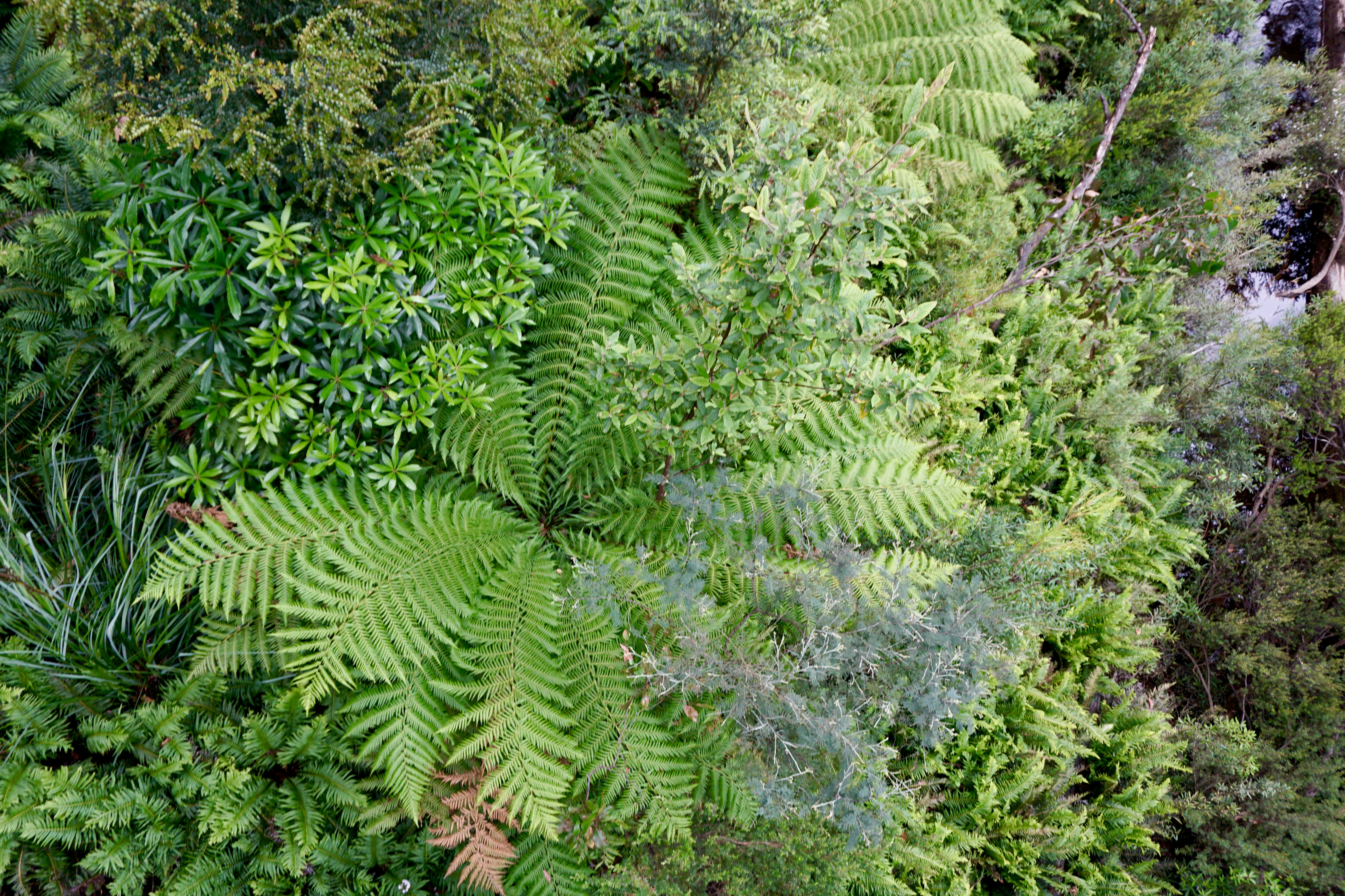 Lush green foliage featuring various ferns and shrubs, viewed from above, showcasing the rich biodiversity of a forest ecosystem.