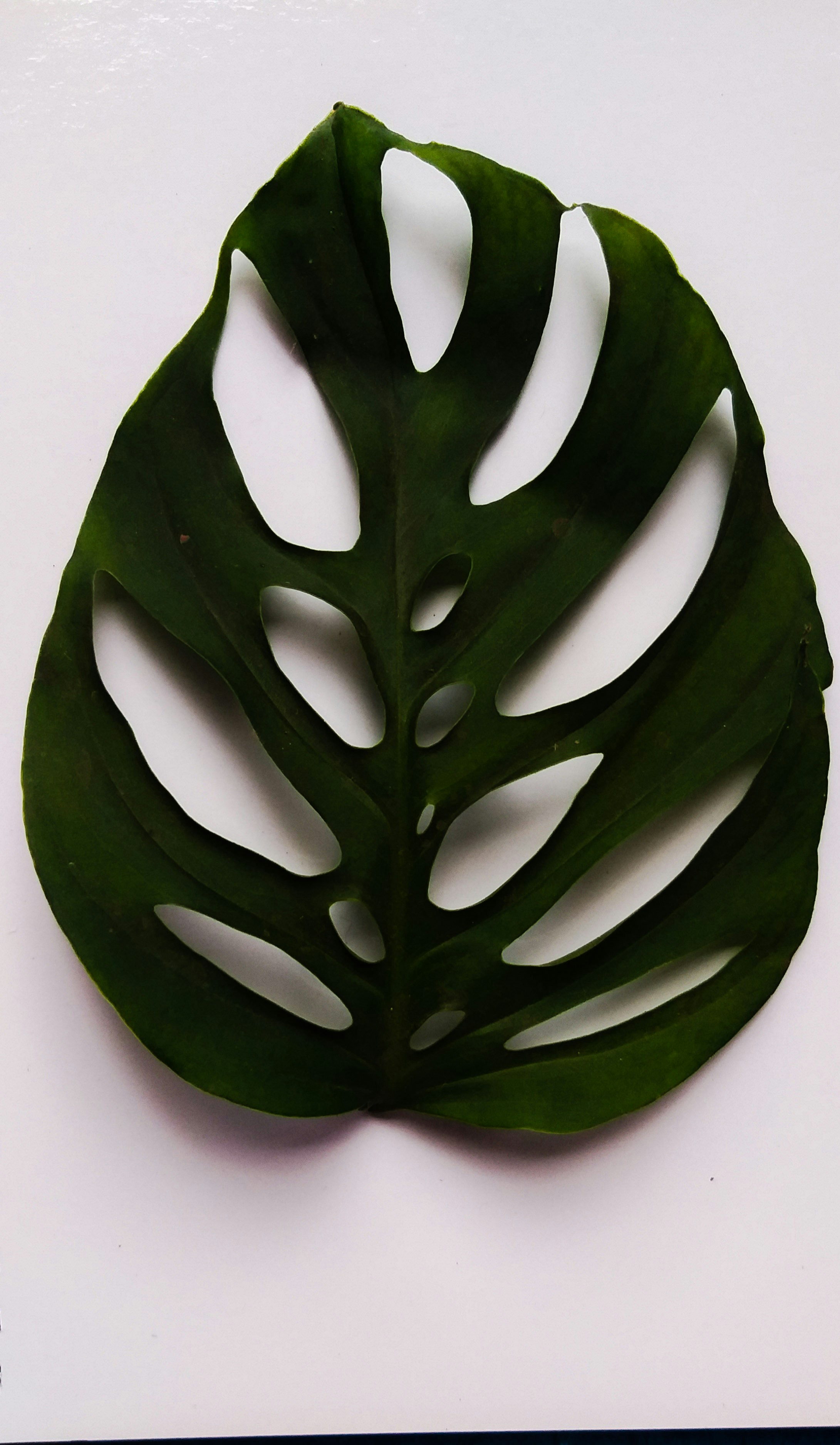 Detailed monstera leaf showcasing its unique perforations and vibrant green color against a white background.