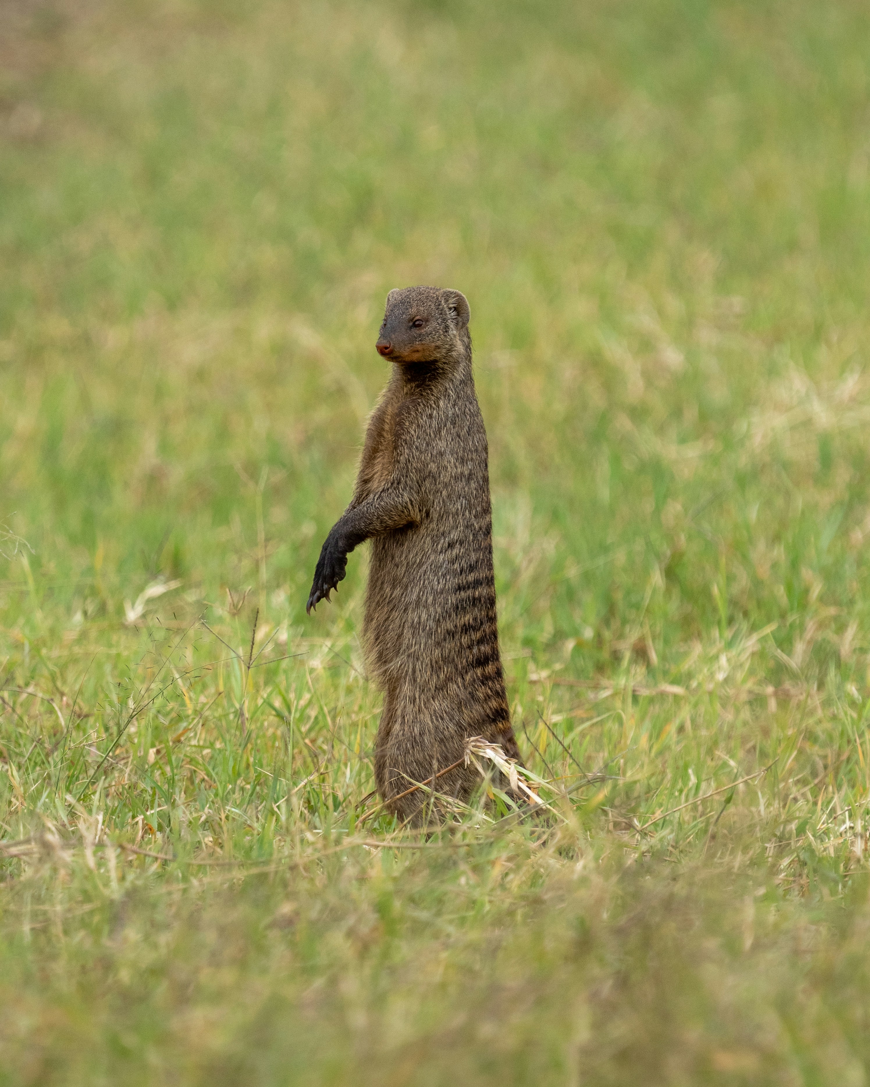 A small brown animal standing on its hind legs photo – Free Wildlife ...