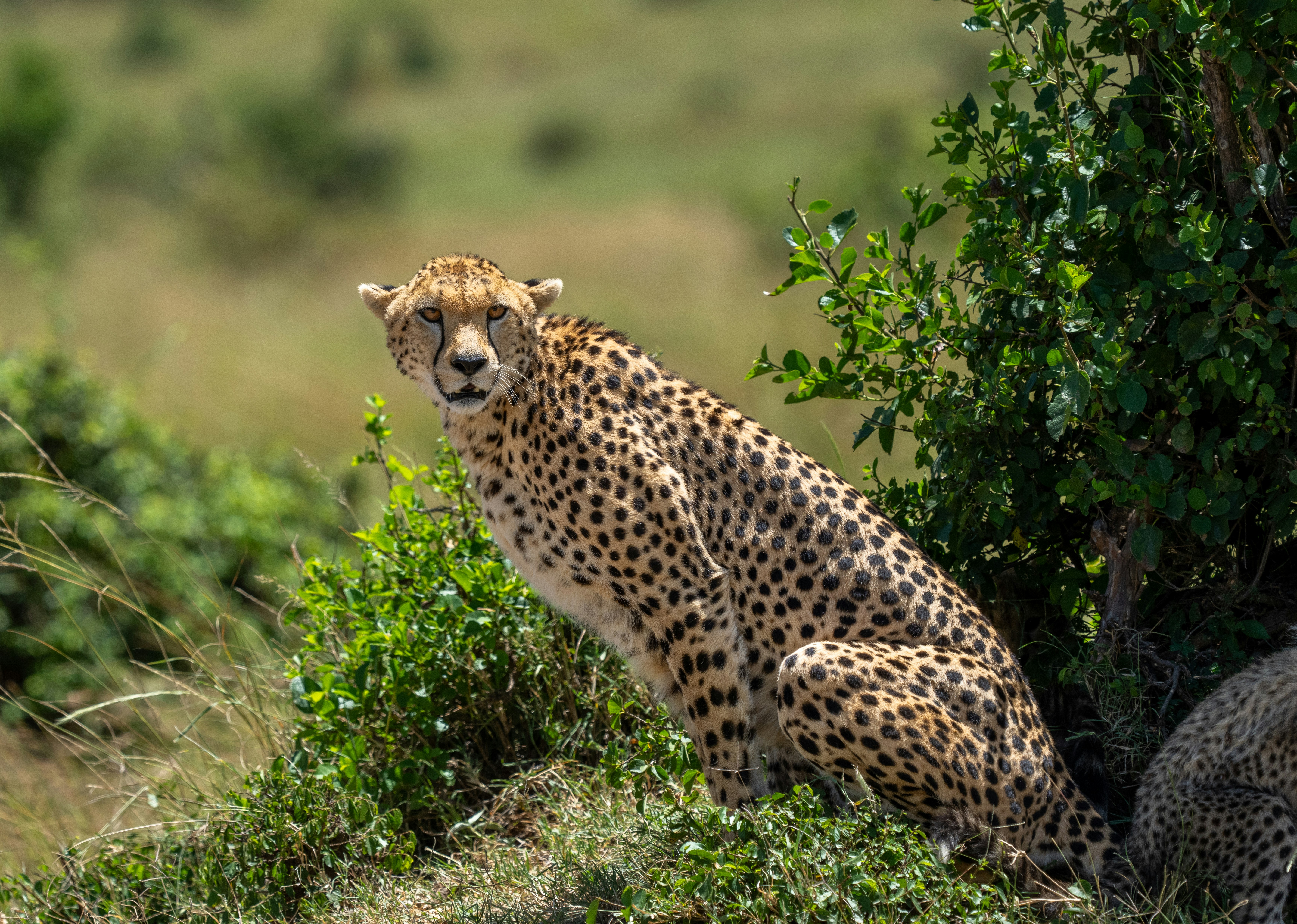 A cheetah sitting in the shade of a tree photo – Free Cheetah Image on ...