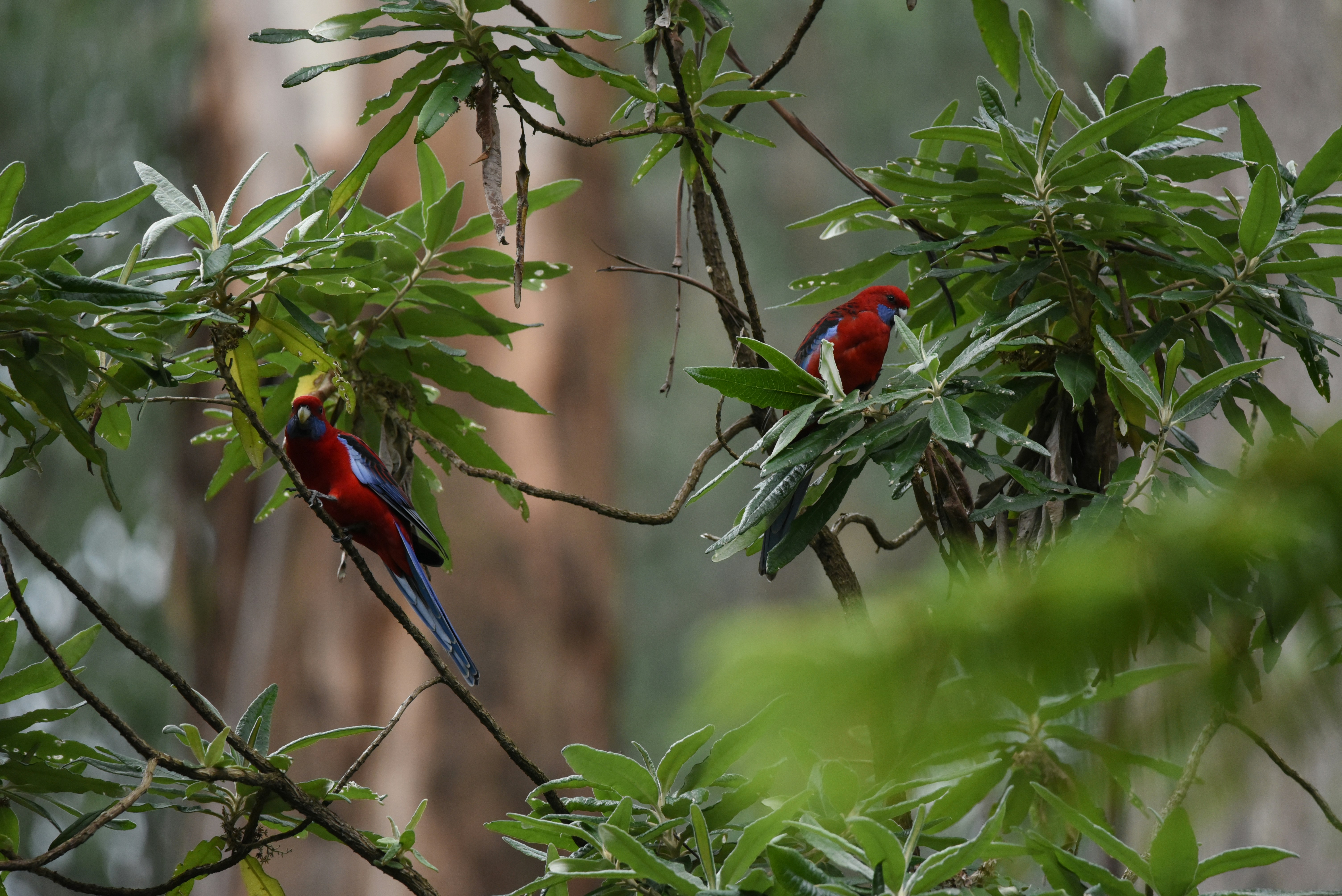 A couple of birds sitting on top of a tree branch photo – Free Kallista ...