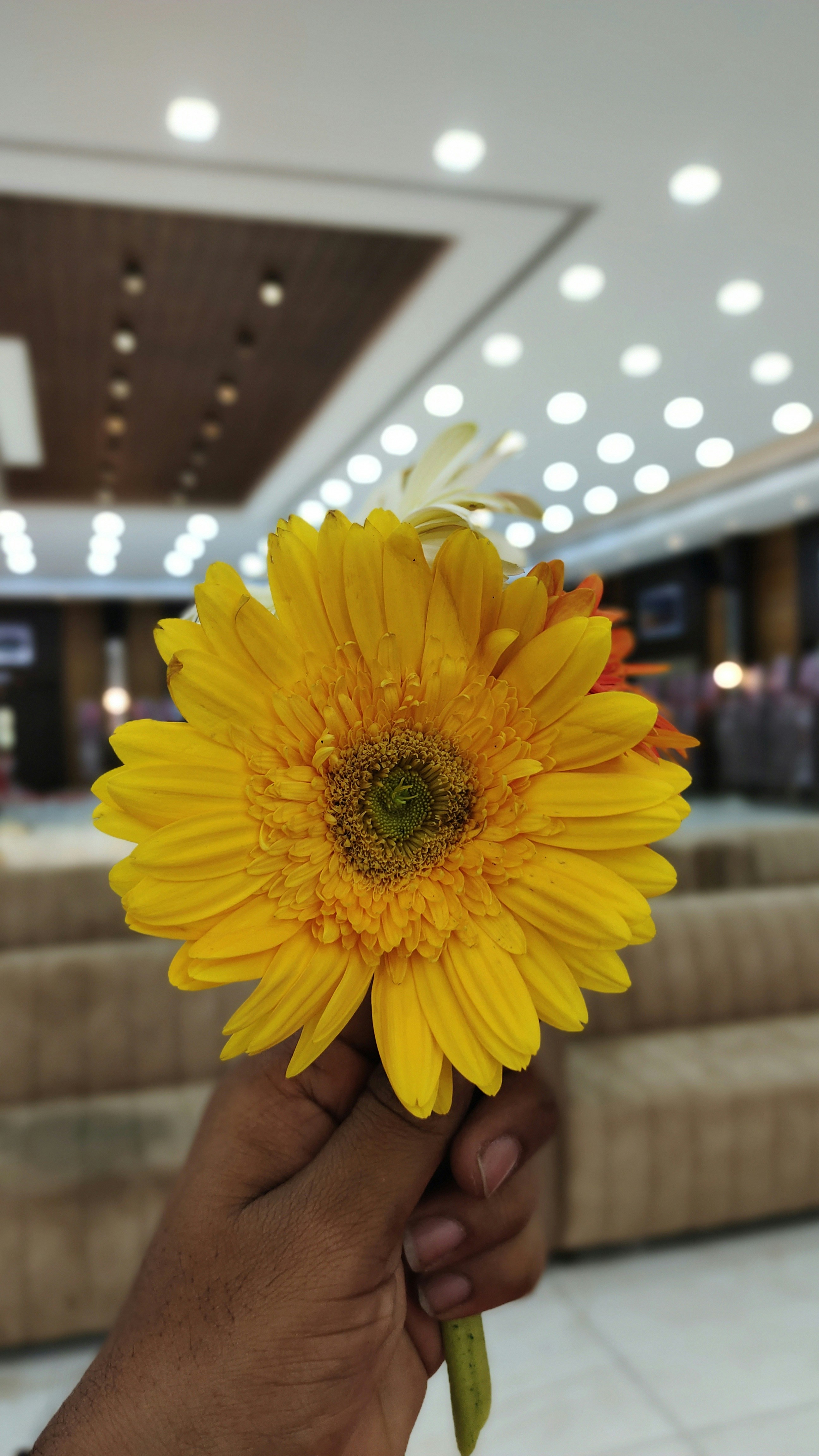 Flower photography 