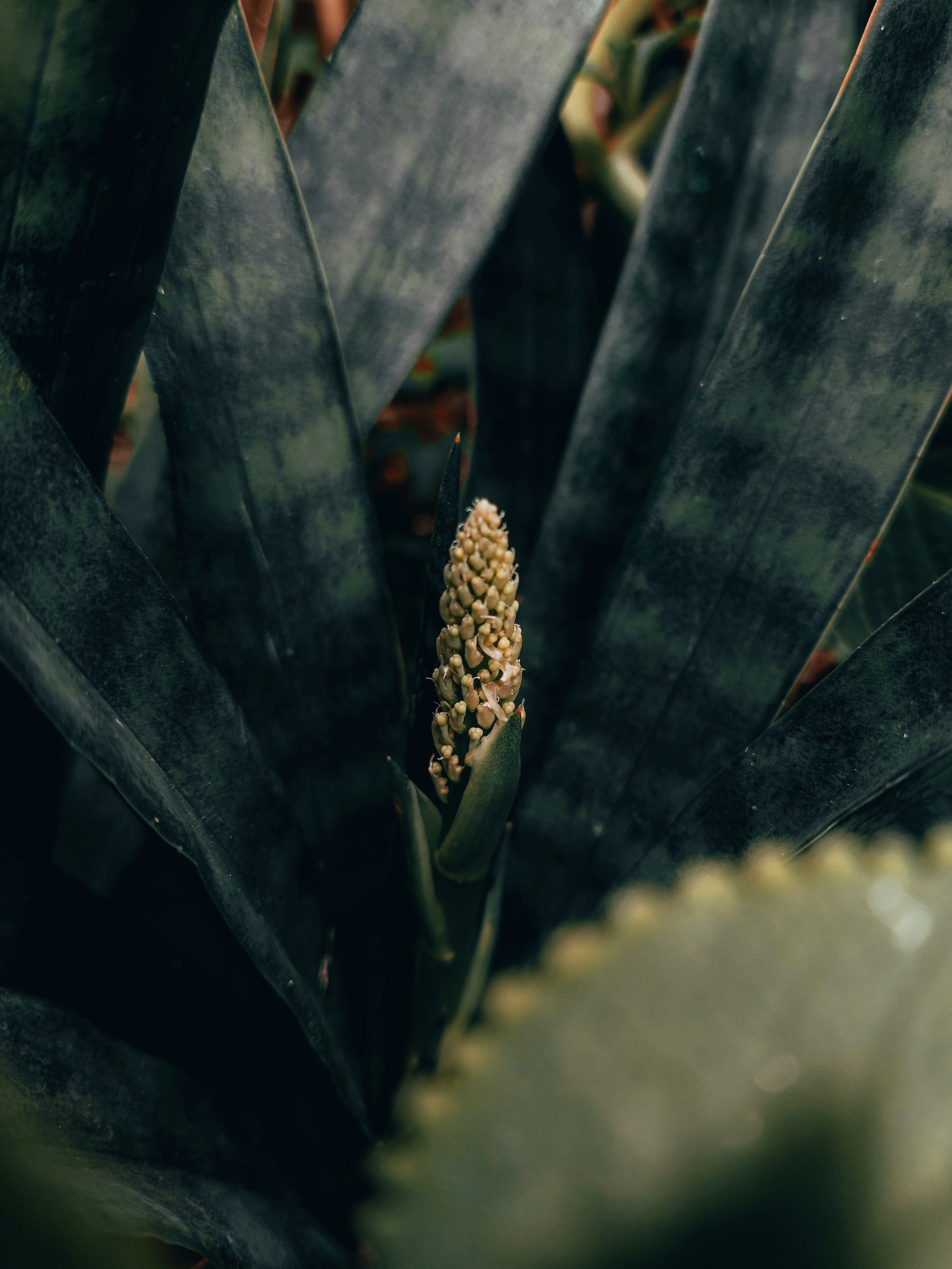 Lone Inflorescence Rising Through Agave Veil