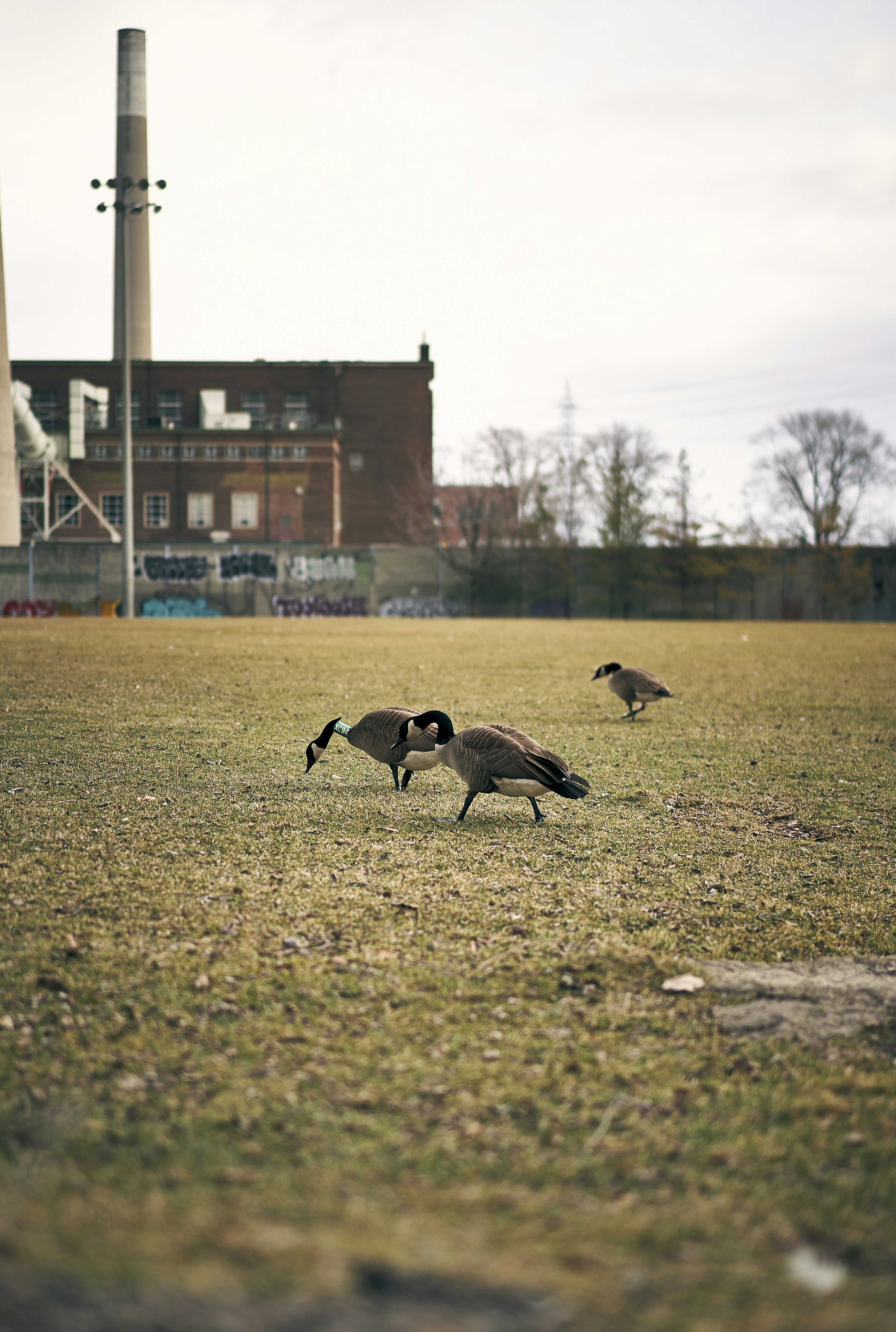a couple of birds that are standing in the grass