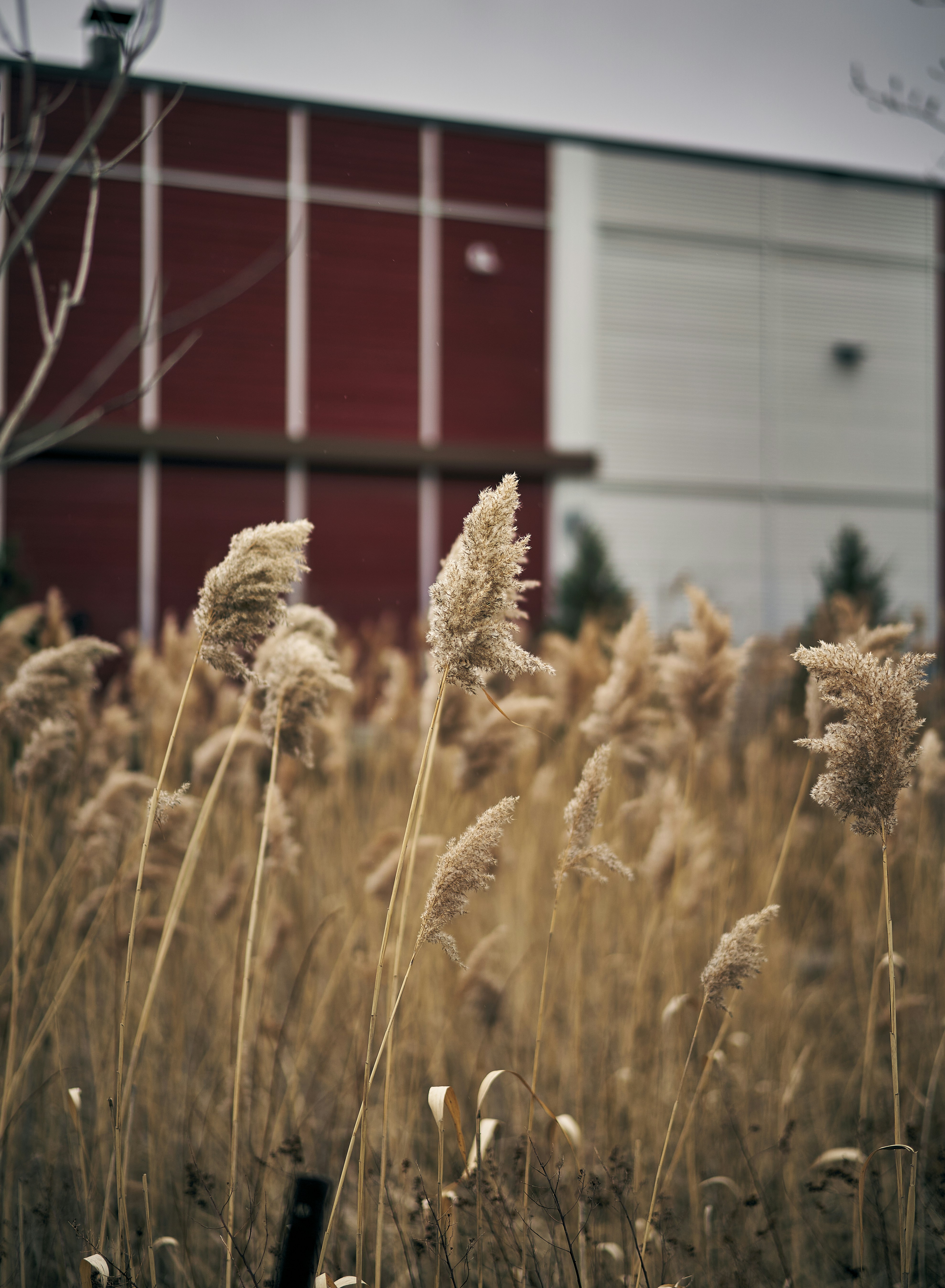 Amber Reeds Guard a Red-Paneled Industrial Facade