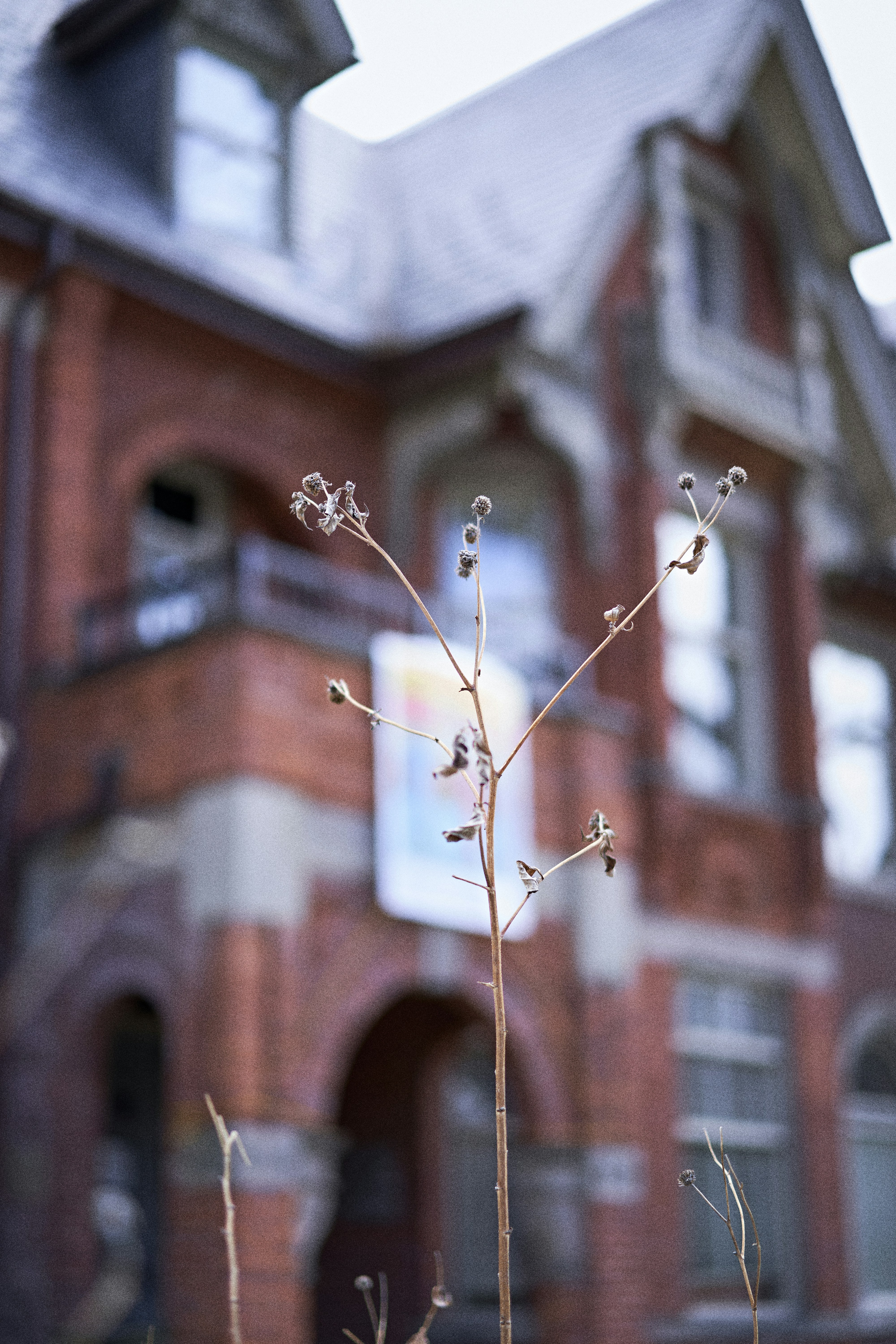 Seedhead in Focus Against a Brick-Fronted House
