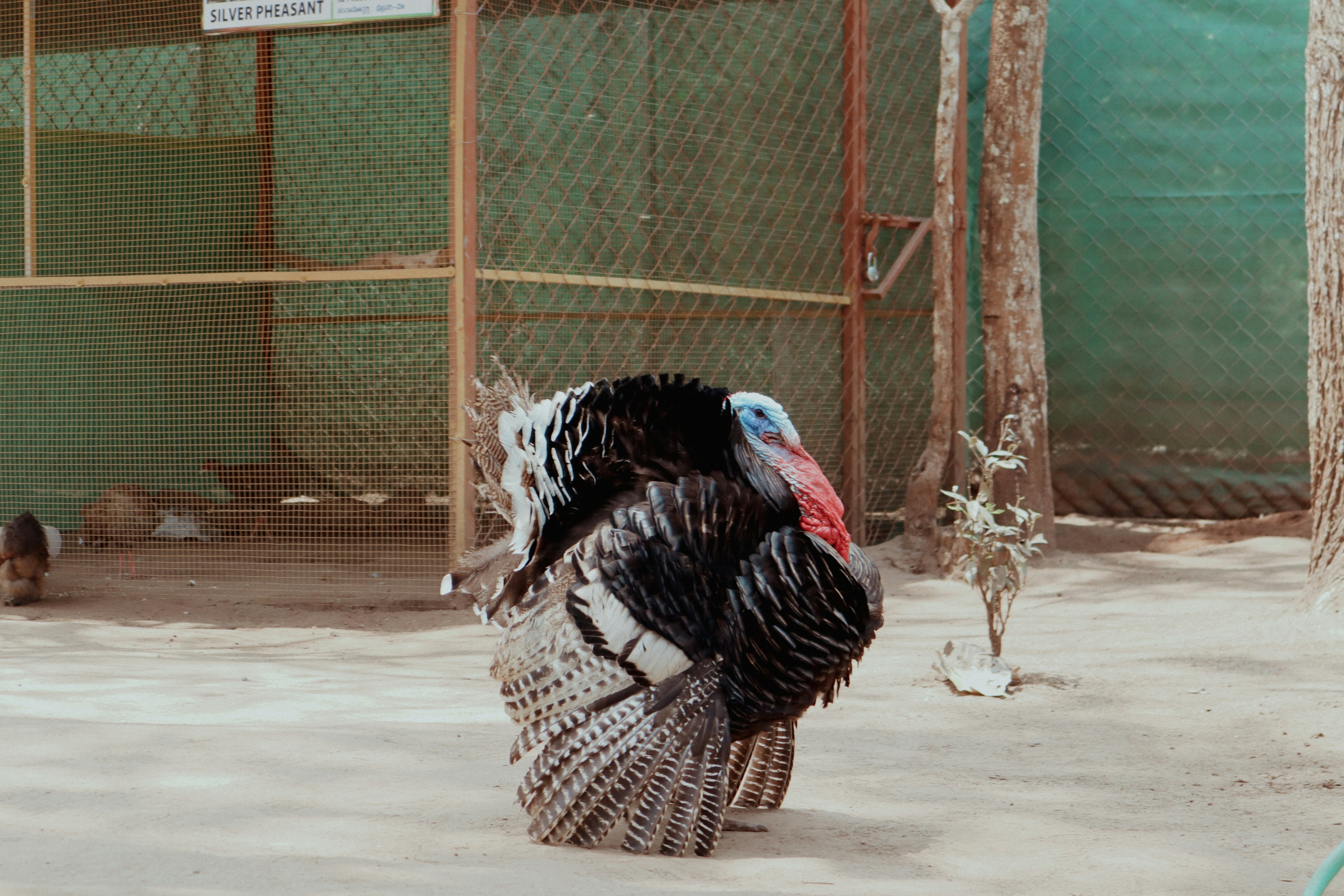 Fan-Tail in a Dusty Enclosure: A Turkey's Quiet Strut