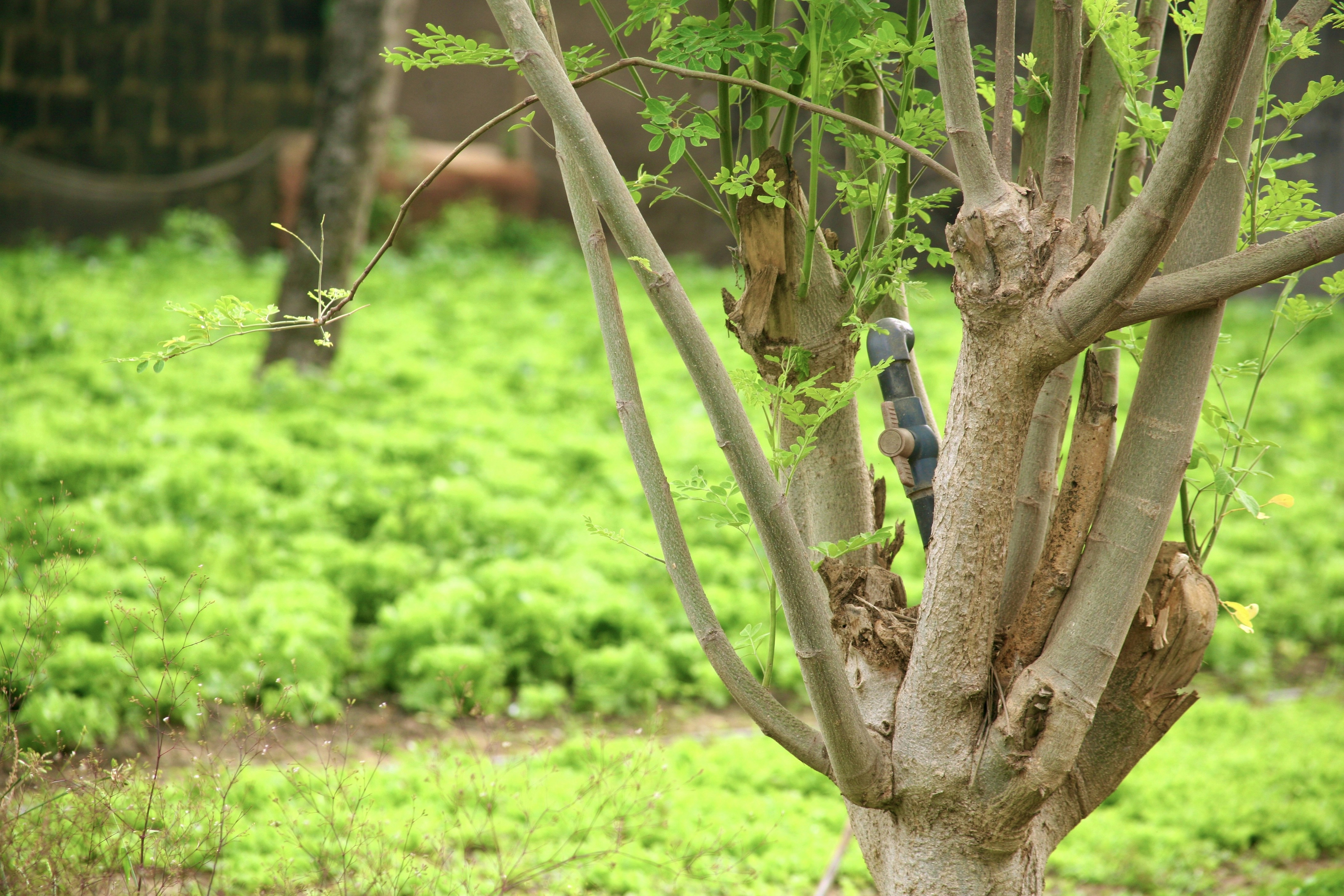 A subtle glimpse of a bird nestled among the branches of a tree, surrounded by a lush green landscape.