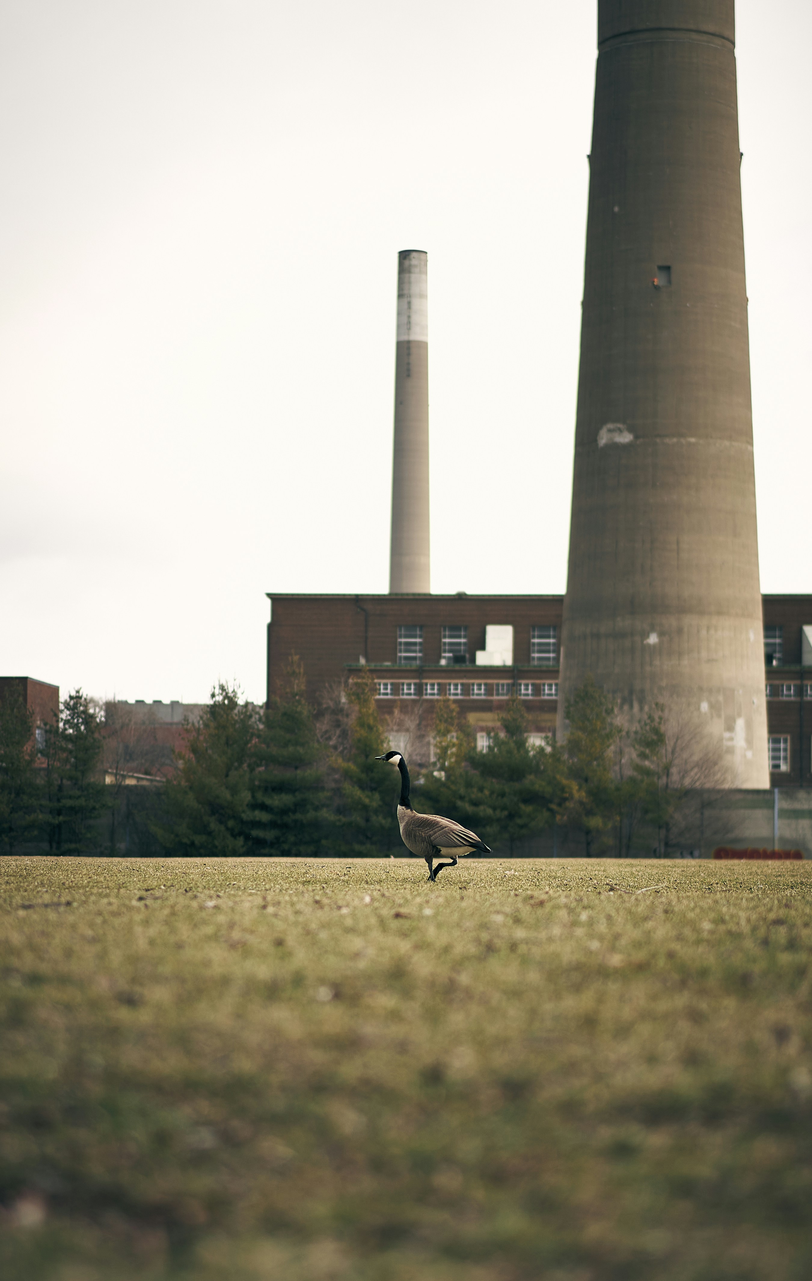 Canada Goose in the Shadow of Industrial Giants