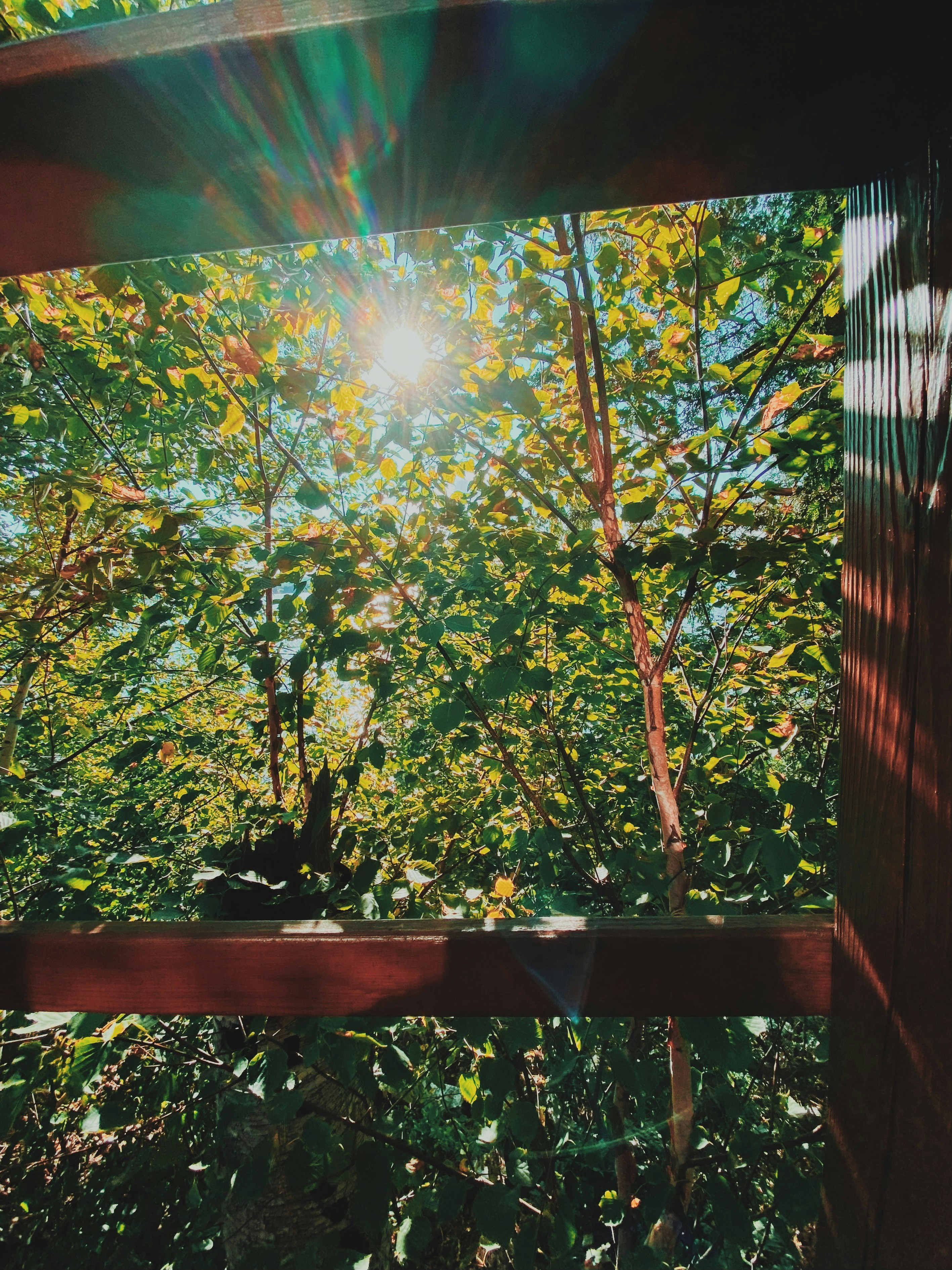 the sun shines through the trees in the forest