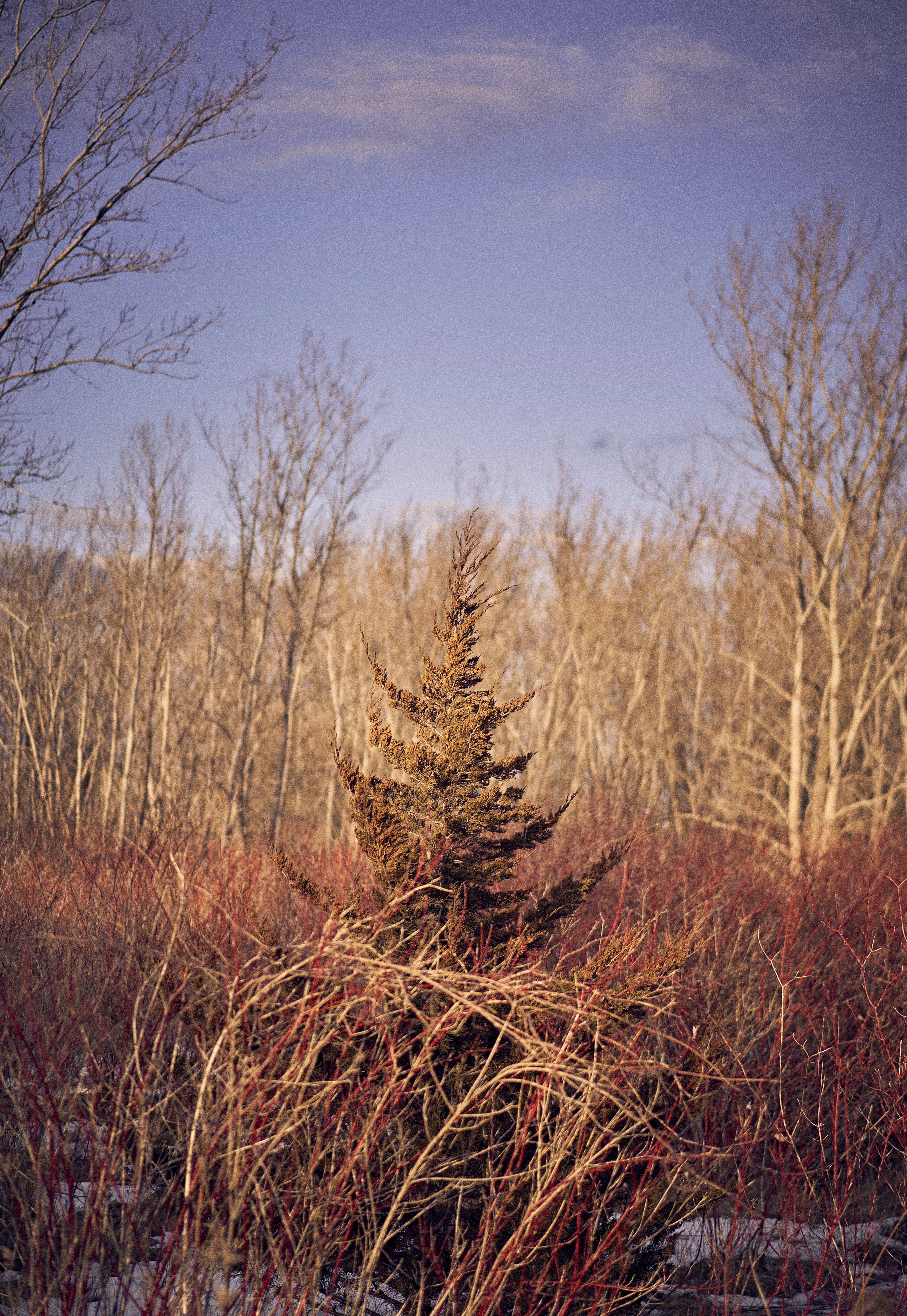 Silent Spruce in a Blaze of Winter Light
