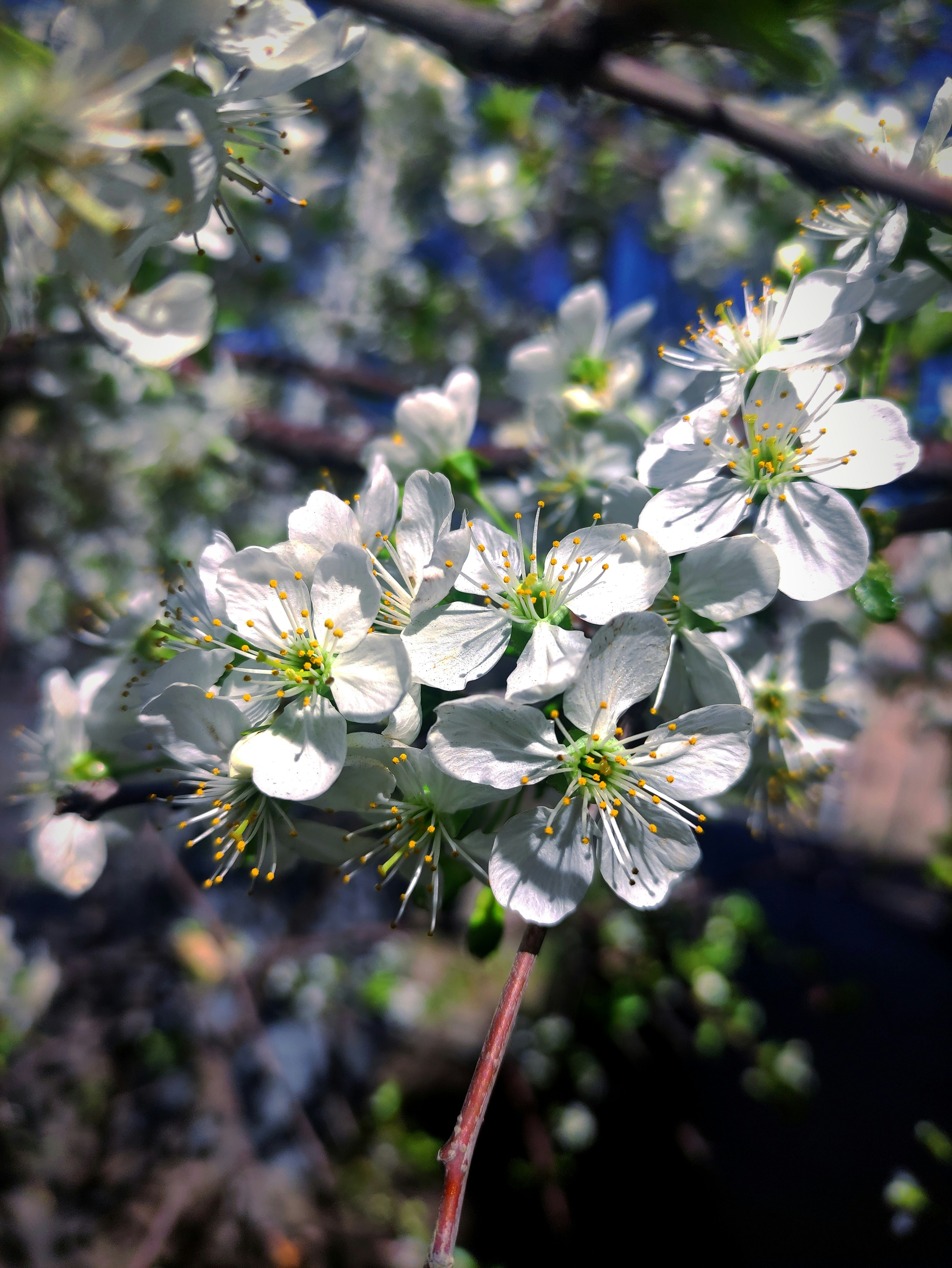 Sun-Kissed White Blossoms: Macro Moment on a Narrow Branch