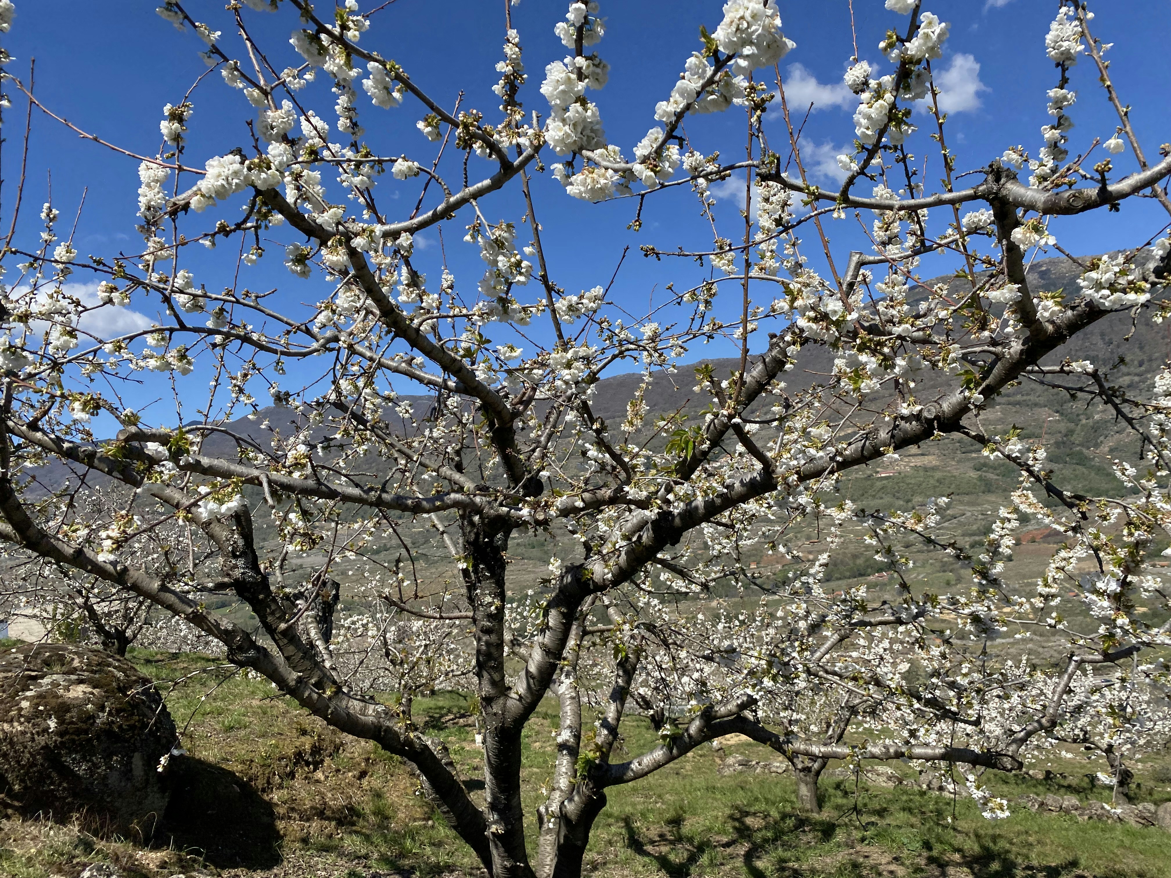 Blossoming Sentinel Against a Mountain Canvas