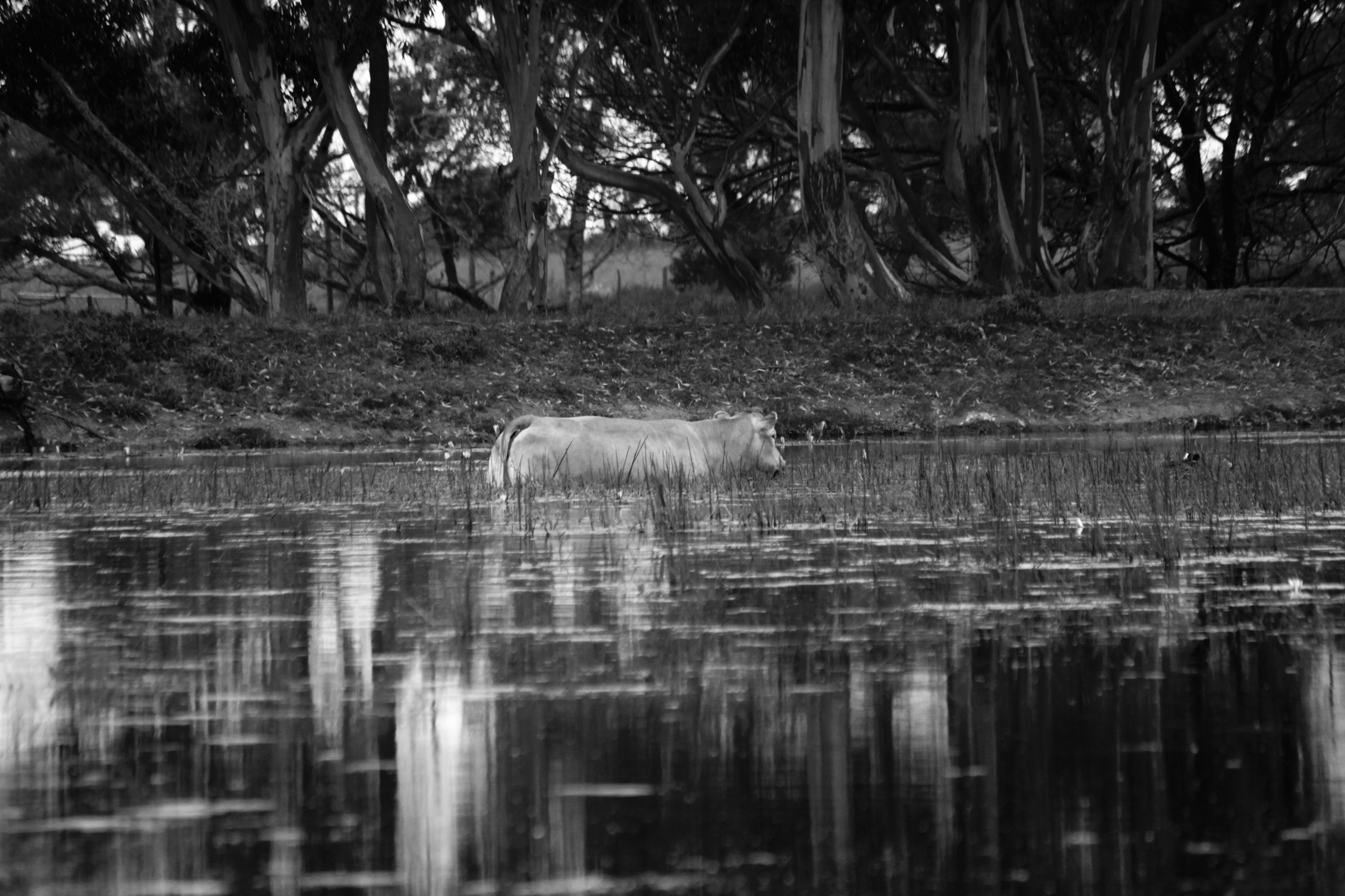 Lone White deer in still water, shadowed by reeds