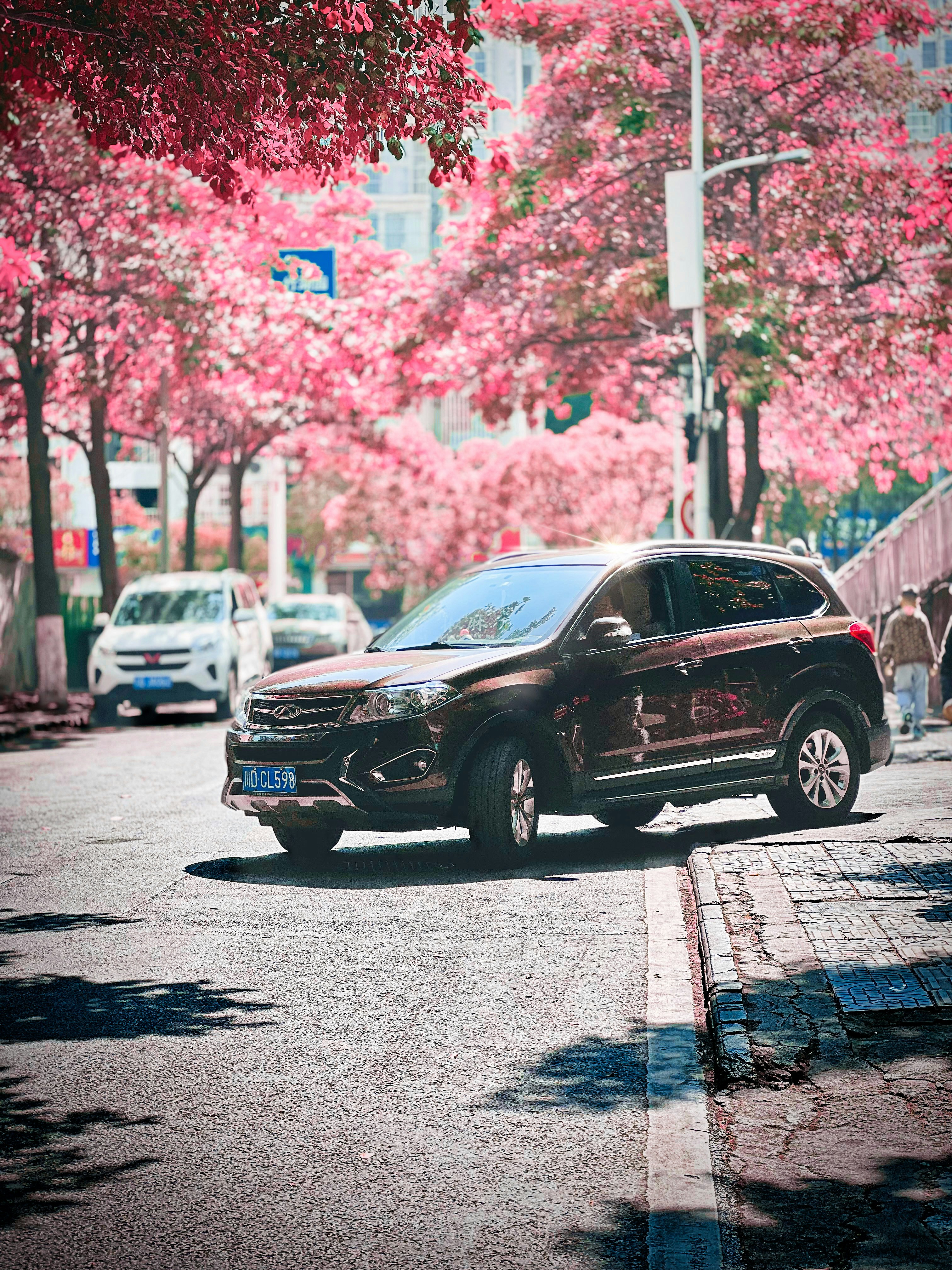 Urban Bloom: A Berry-Red SUV in a Cherry-Tree Canopy