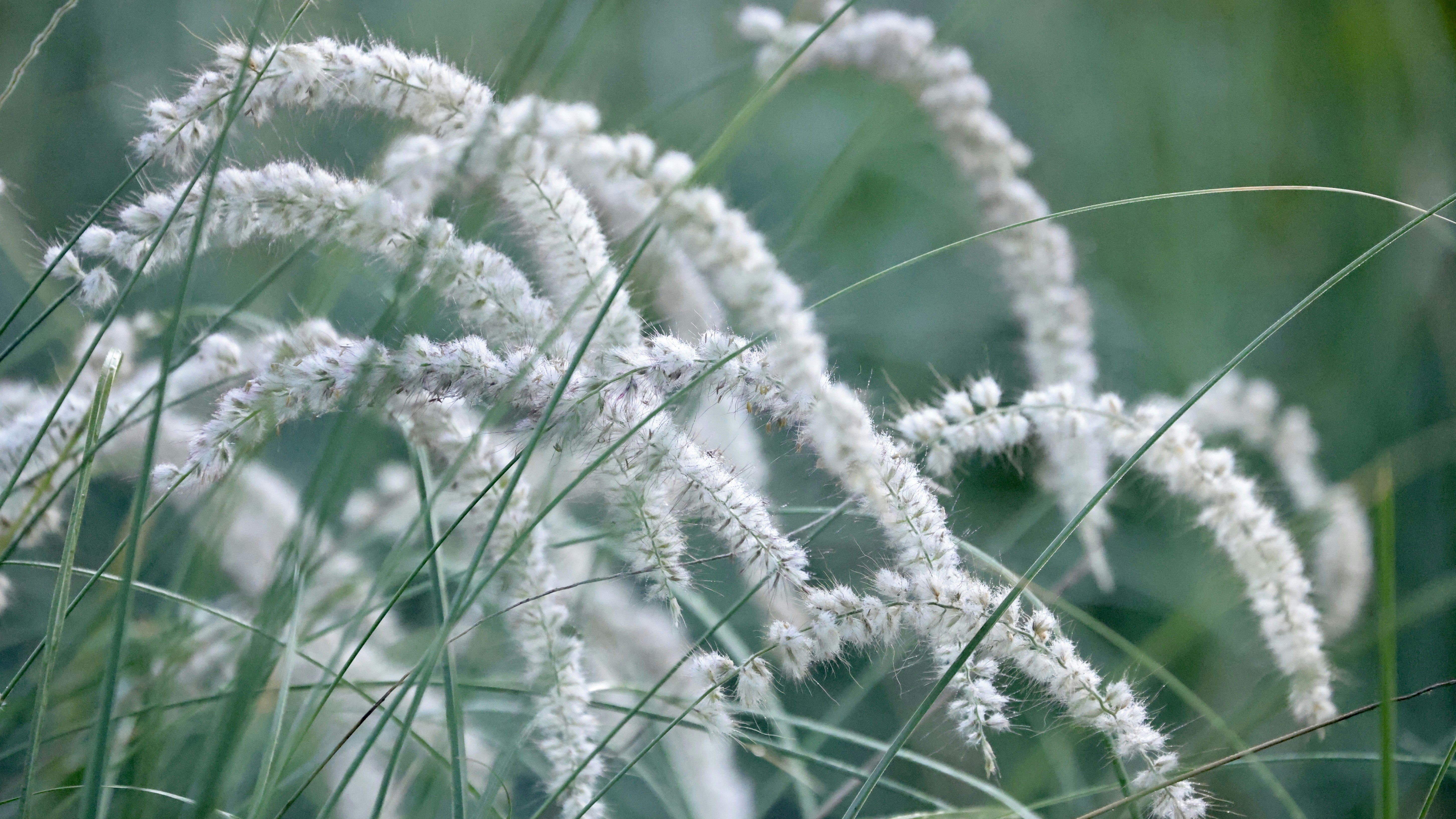 Whispers of Grass: White Seed Plumes in Morning Light