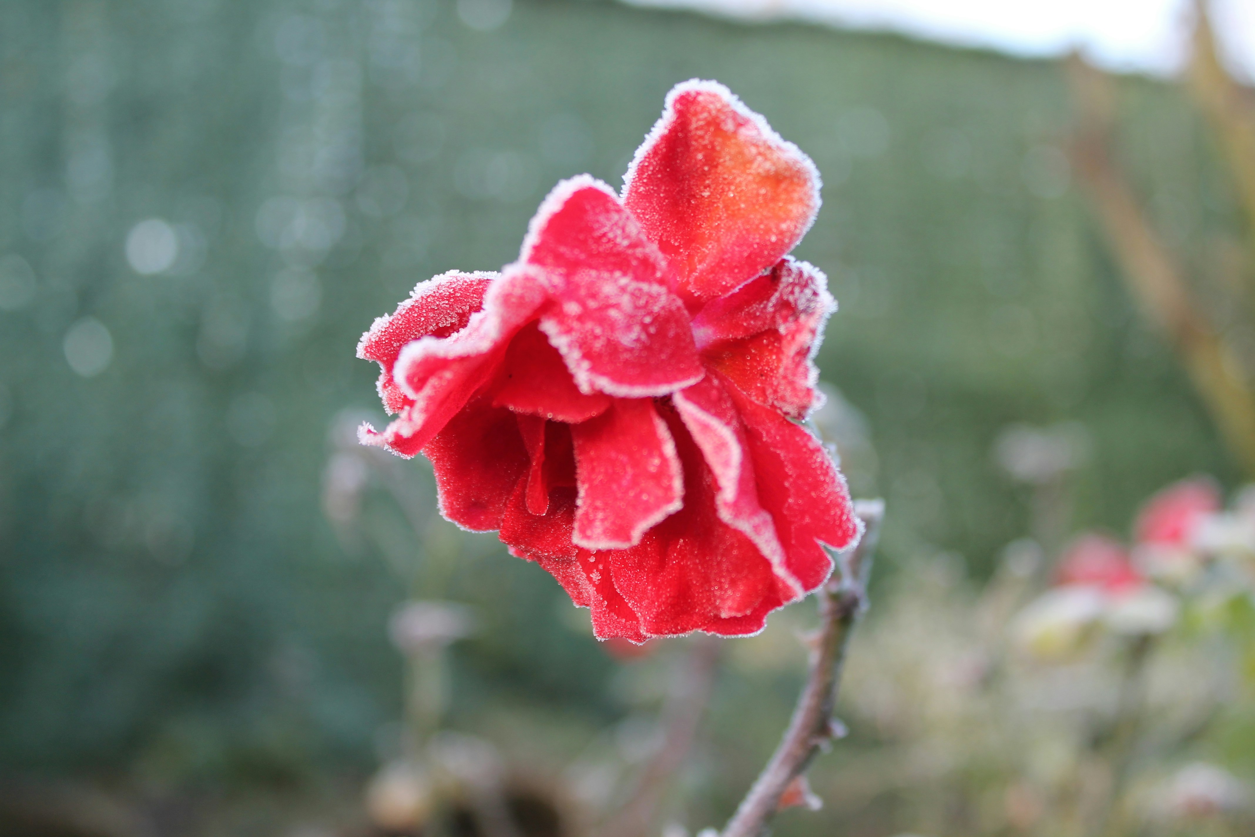 a close up of a red flower with water droplets on it