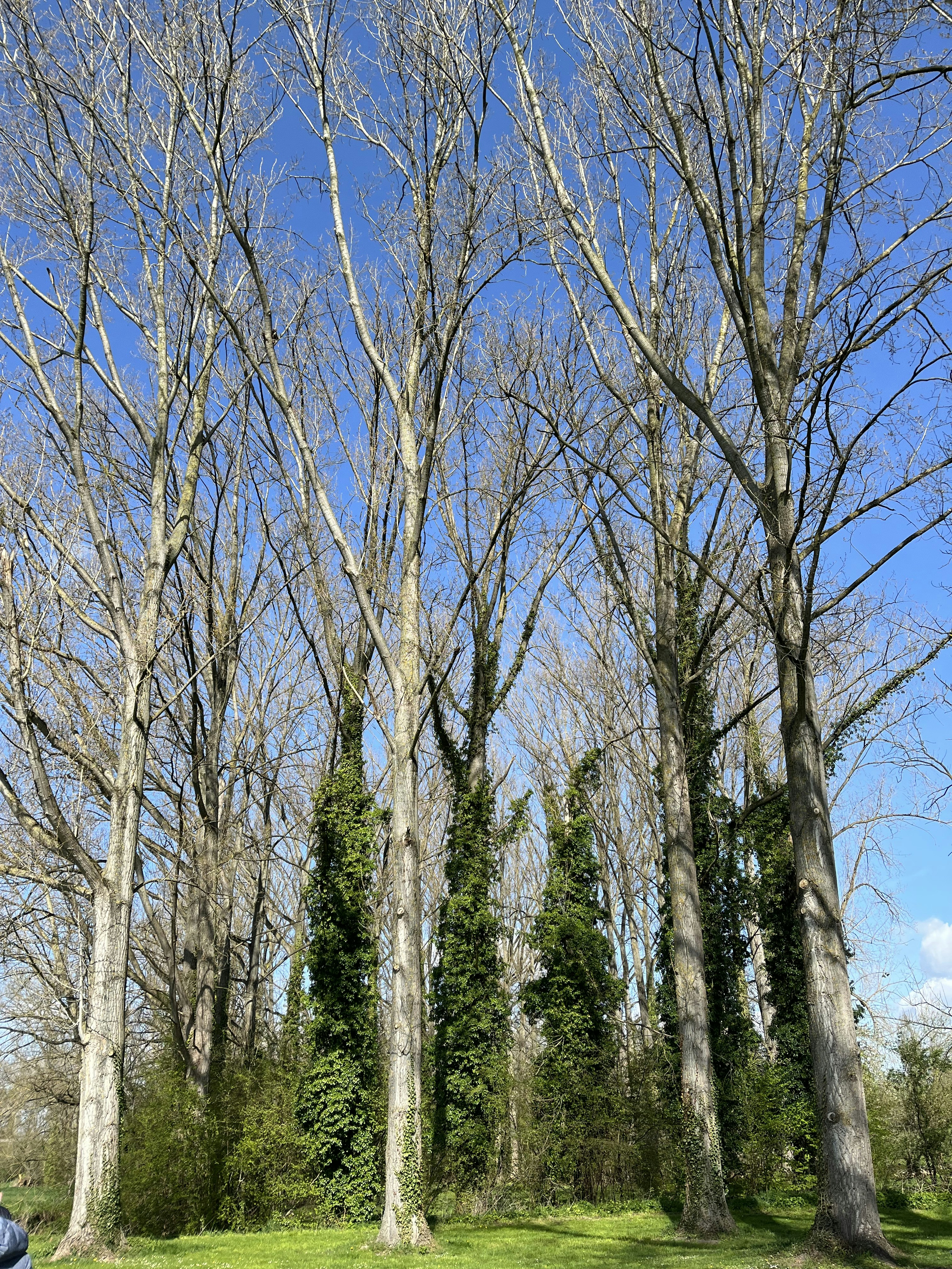 Ivy-Tangled Giants Under a Clear Blue Sky