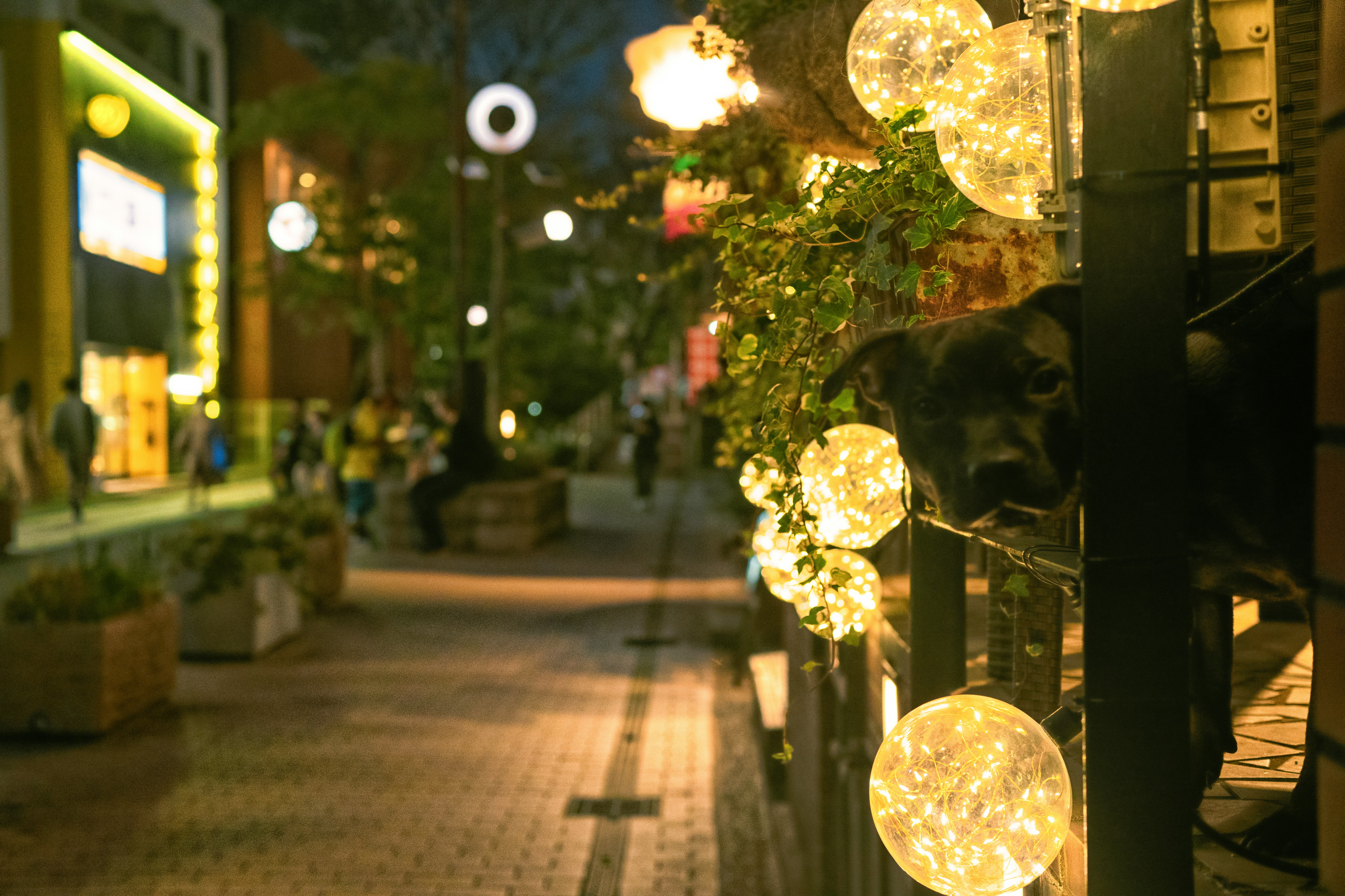 A curious dog peers through a decorative fence adorned with glowing orbs, set against a lively urban backdrop at dusk.