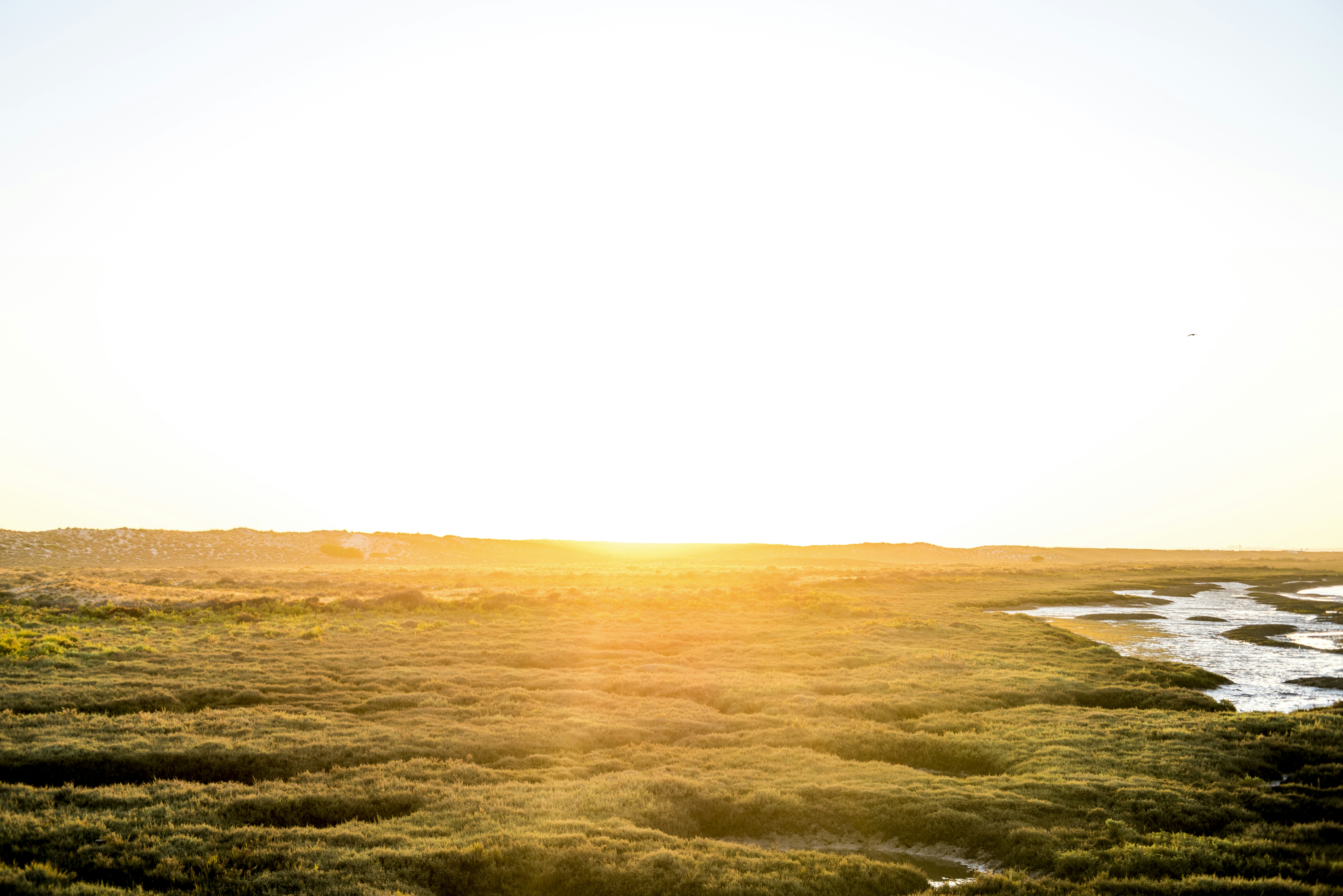 El sol se está poniendo sobre una zona pantanosa foto – Imagen de ...
