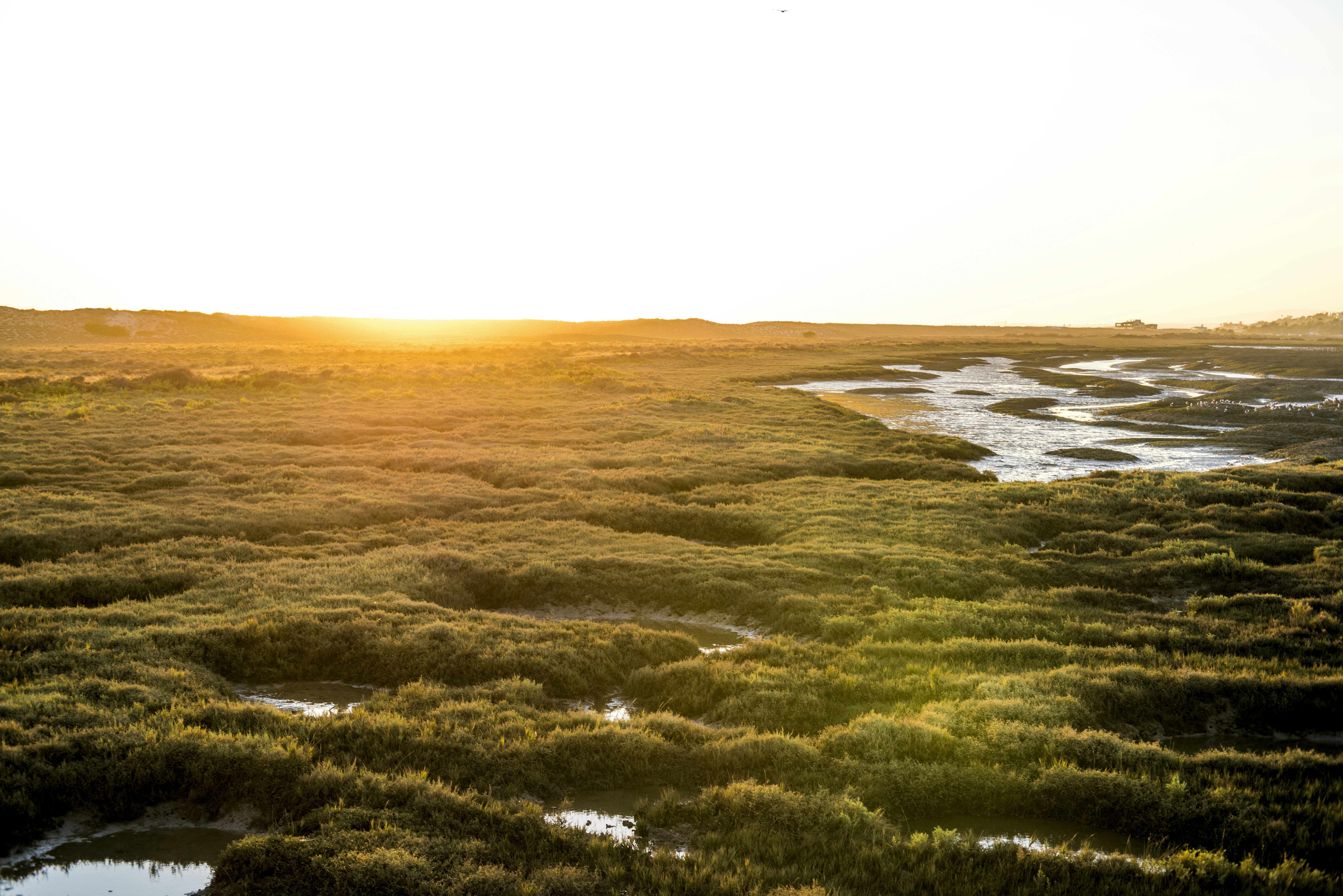 The sun is setting over a marshy area photo – Free Landscape Image on ...