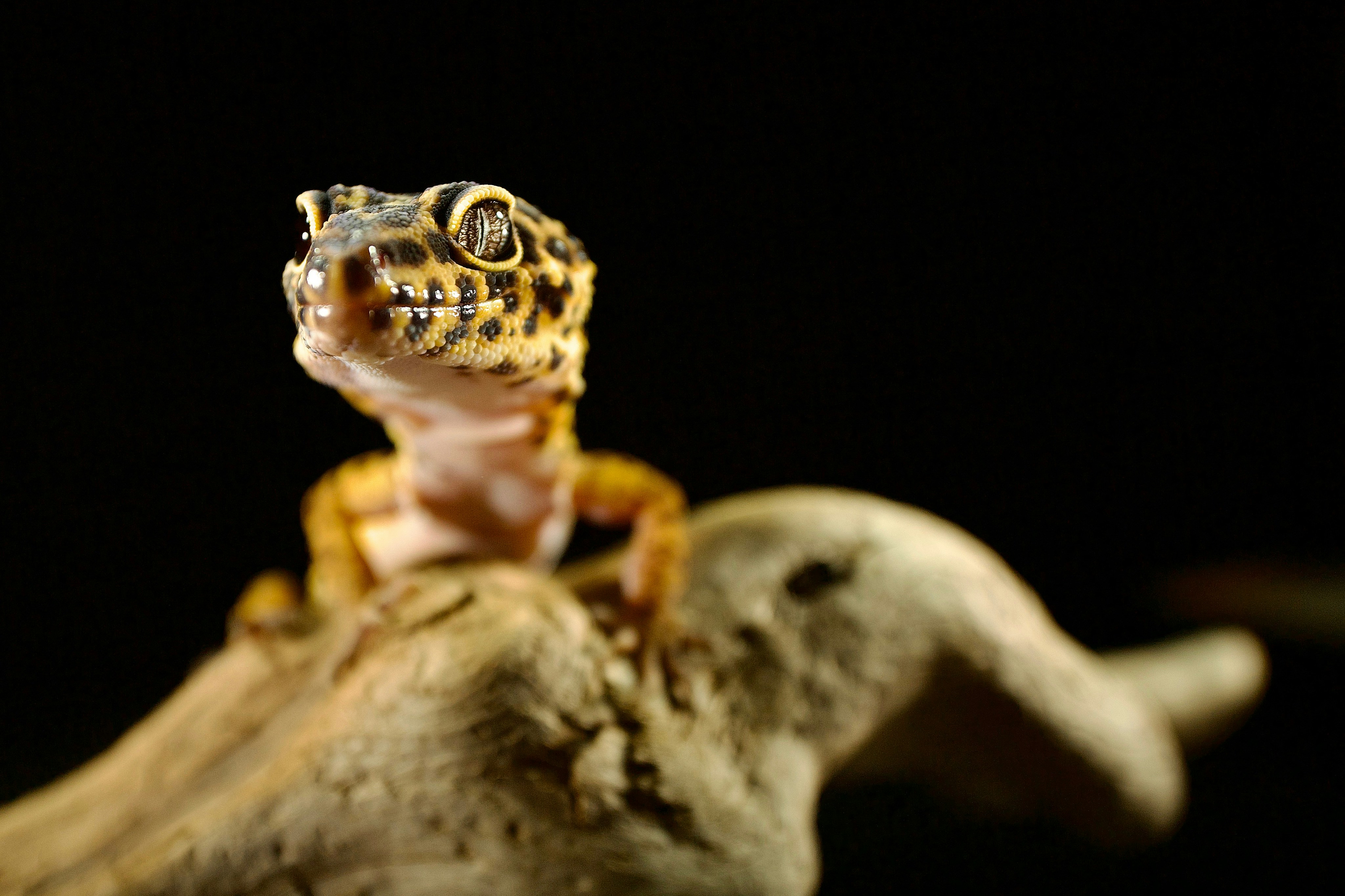 Amber-Eyed Gecko Perched on a Moonlit Twig
