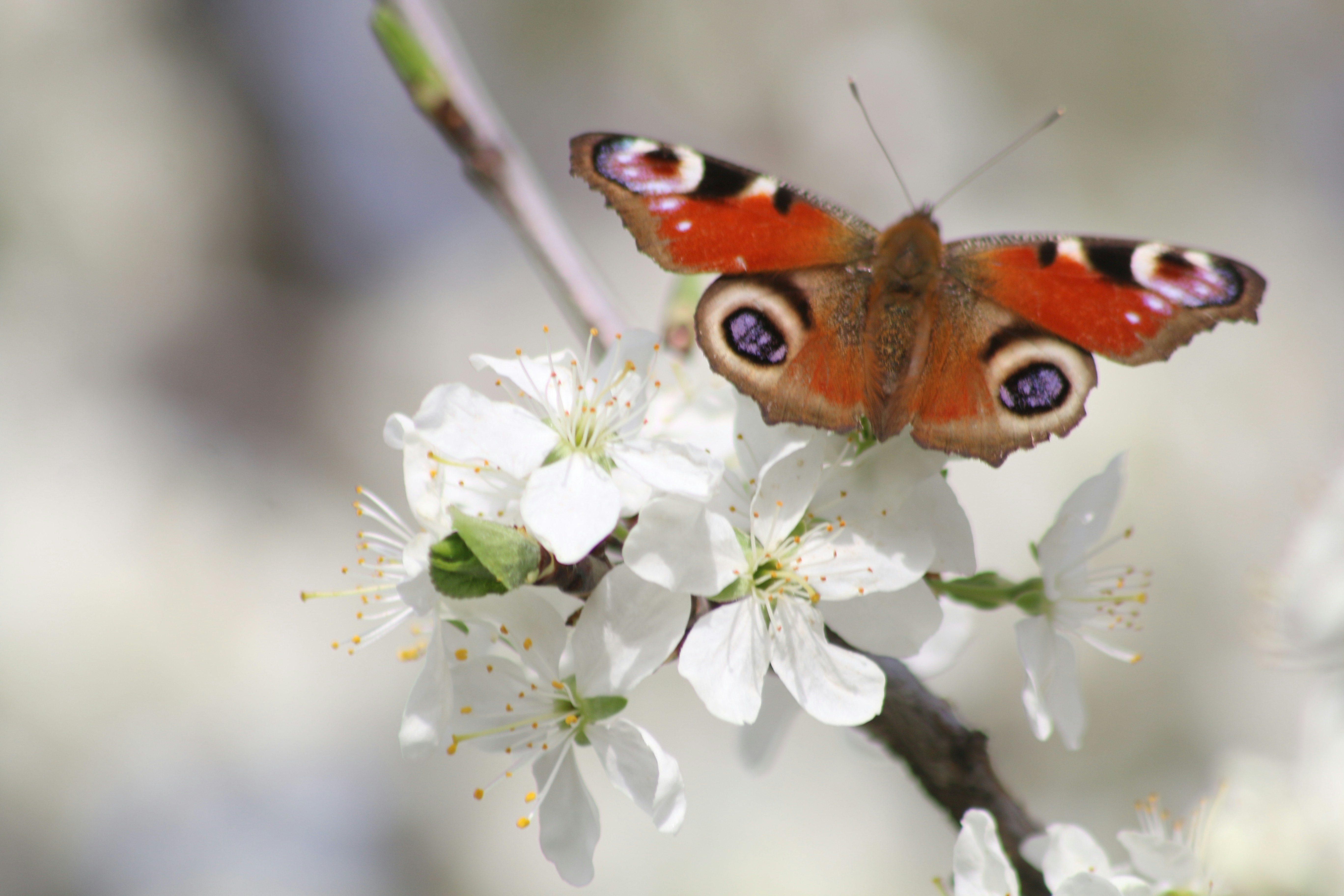 Peacock butterfly on white blossoms in soft spring light