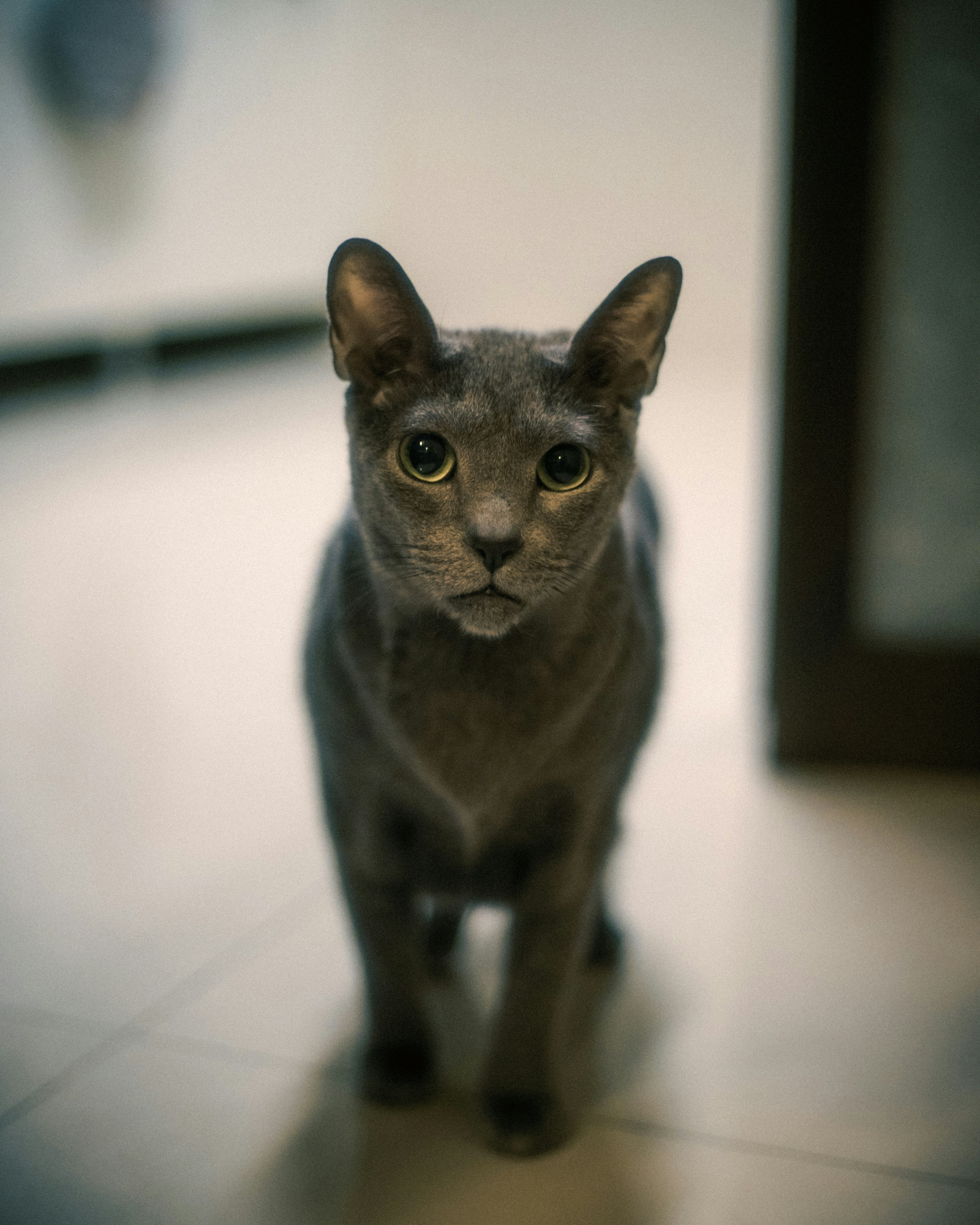 a cat that is looking at the camera