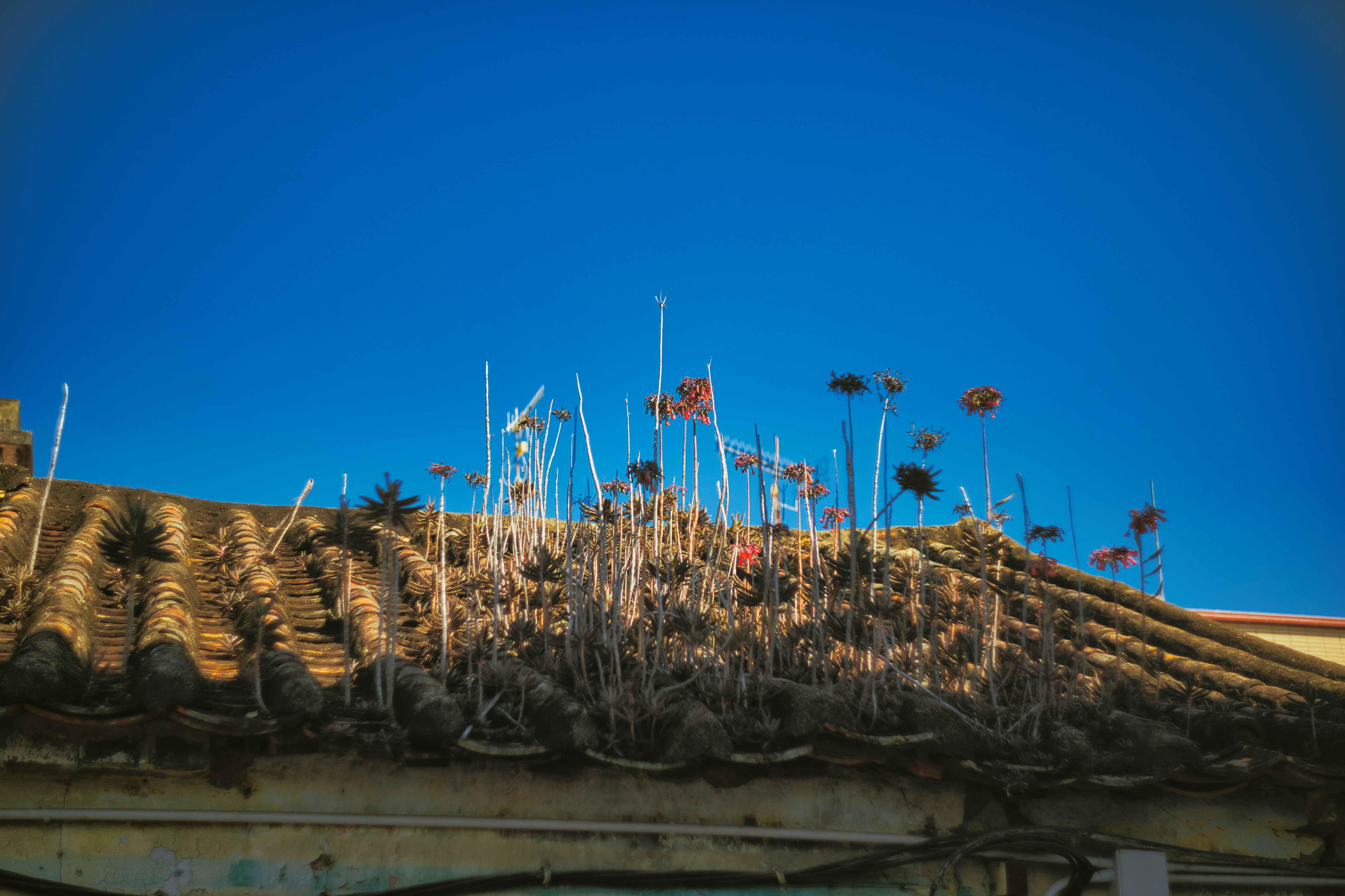 Cobalt Sky over Weathered Rooftop: Dried Stalks Crowned by Sunlight