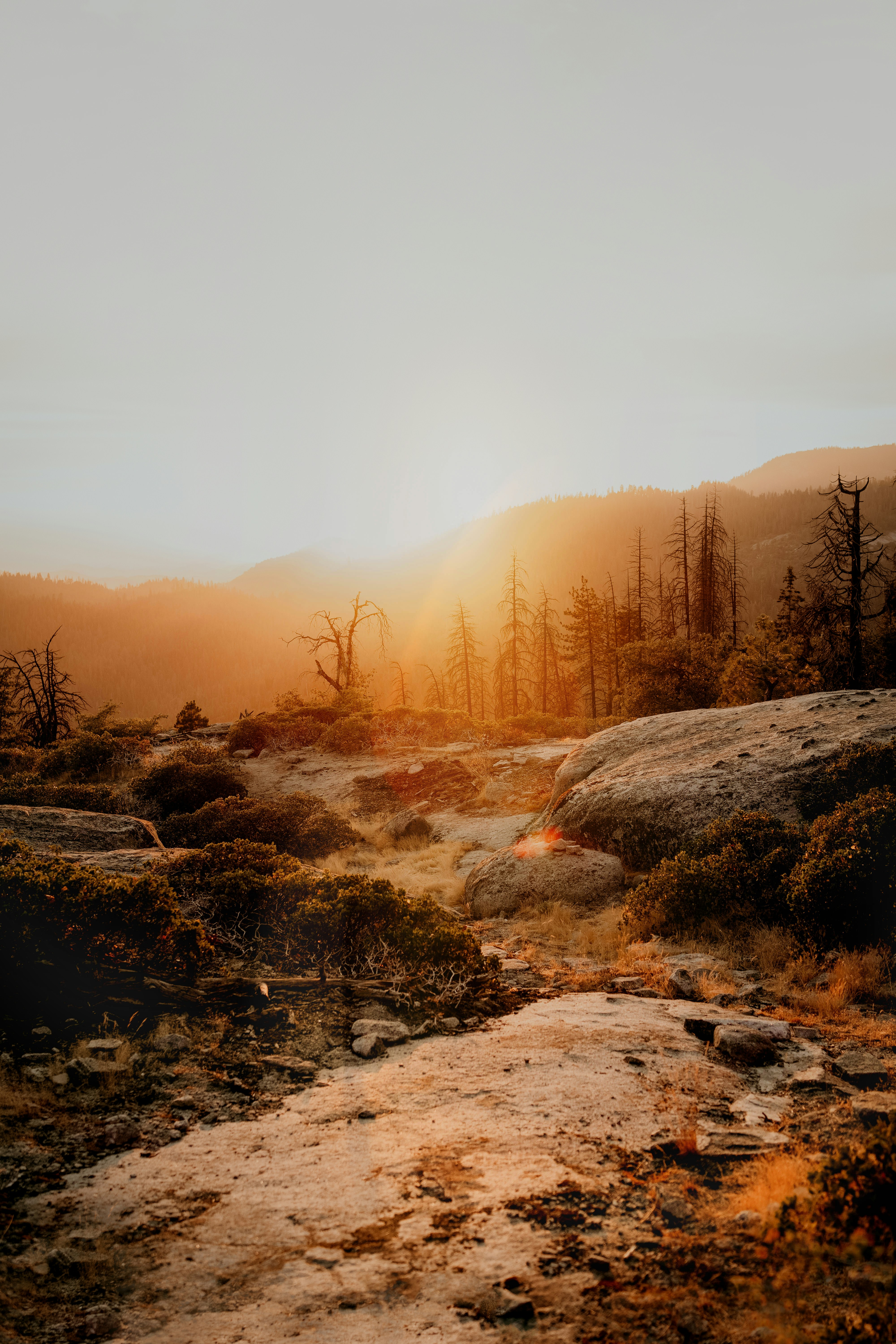 Trees | 2 best free tree, walking, viagem and turismo photos on Unsplash