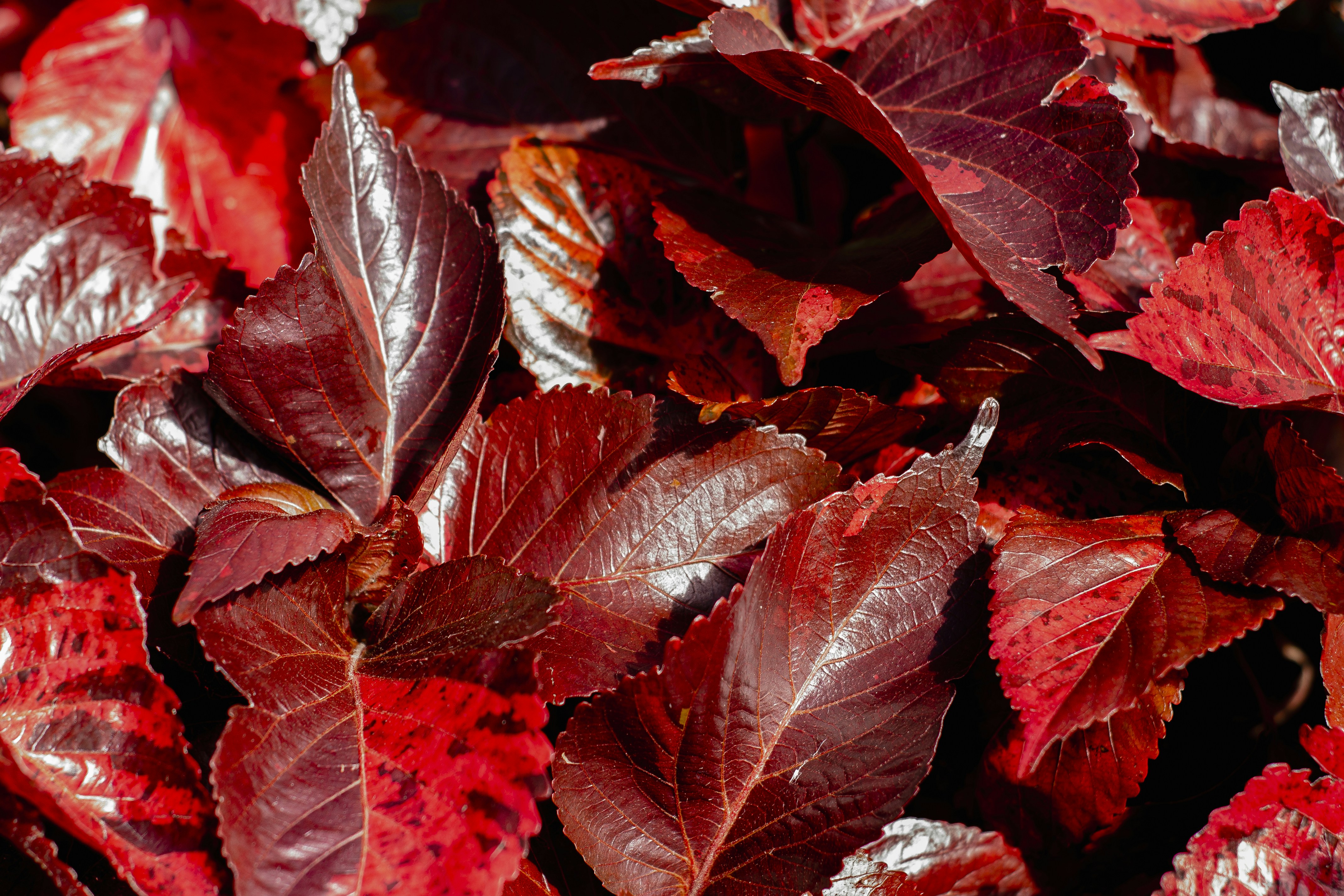 A close up of a bunch of red leaves photo – Free Brown Image on Unsplash