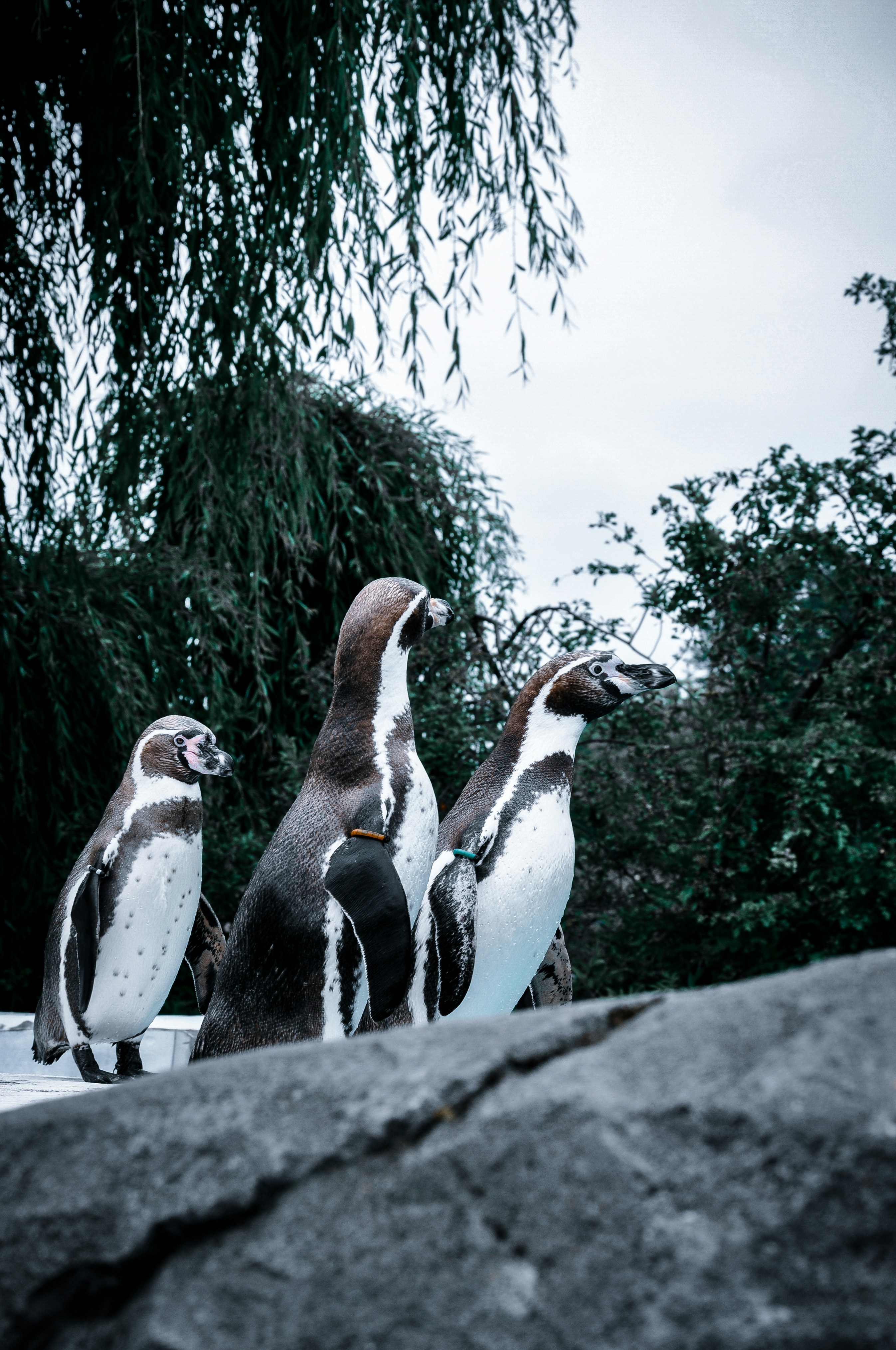 Trio on the Granite Promenade: Penguins Pause by the Shore