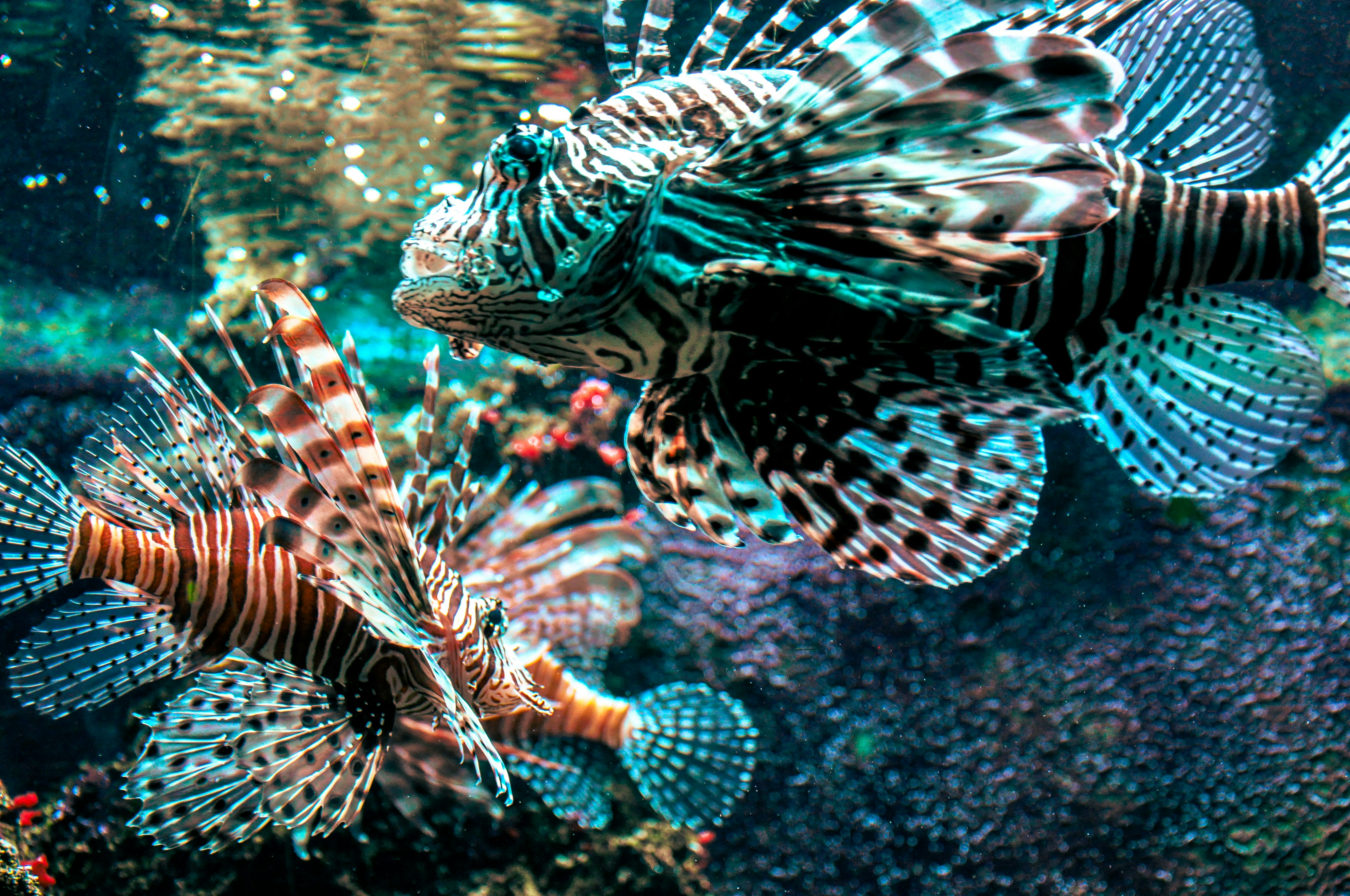 Dance of the Striped Guardians
