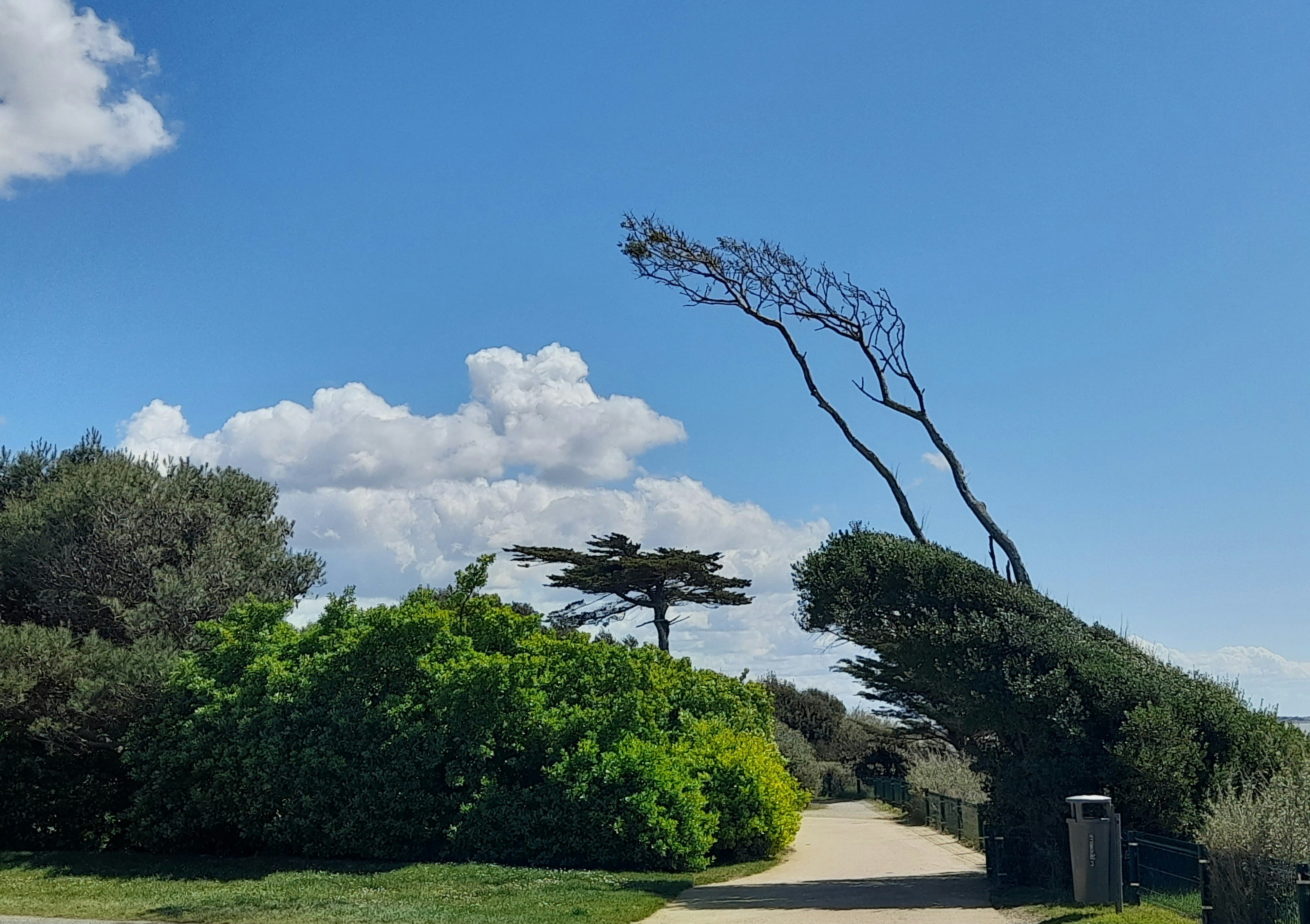 A tree leaning over on the side of a road photo – Free Vegetation Image ...