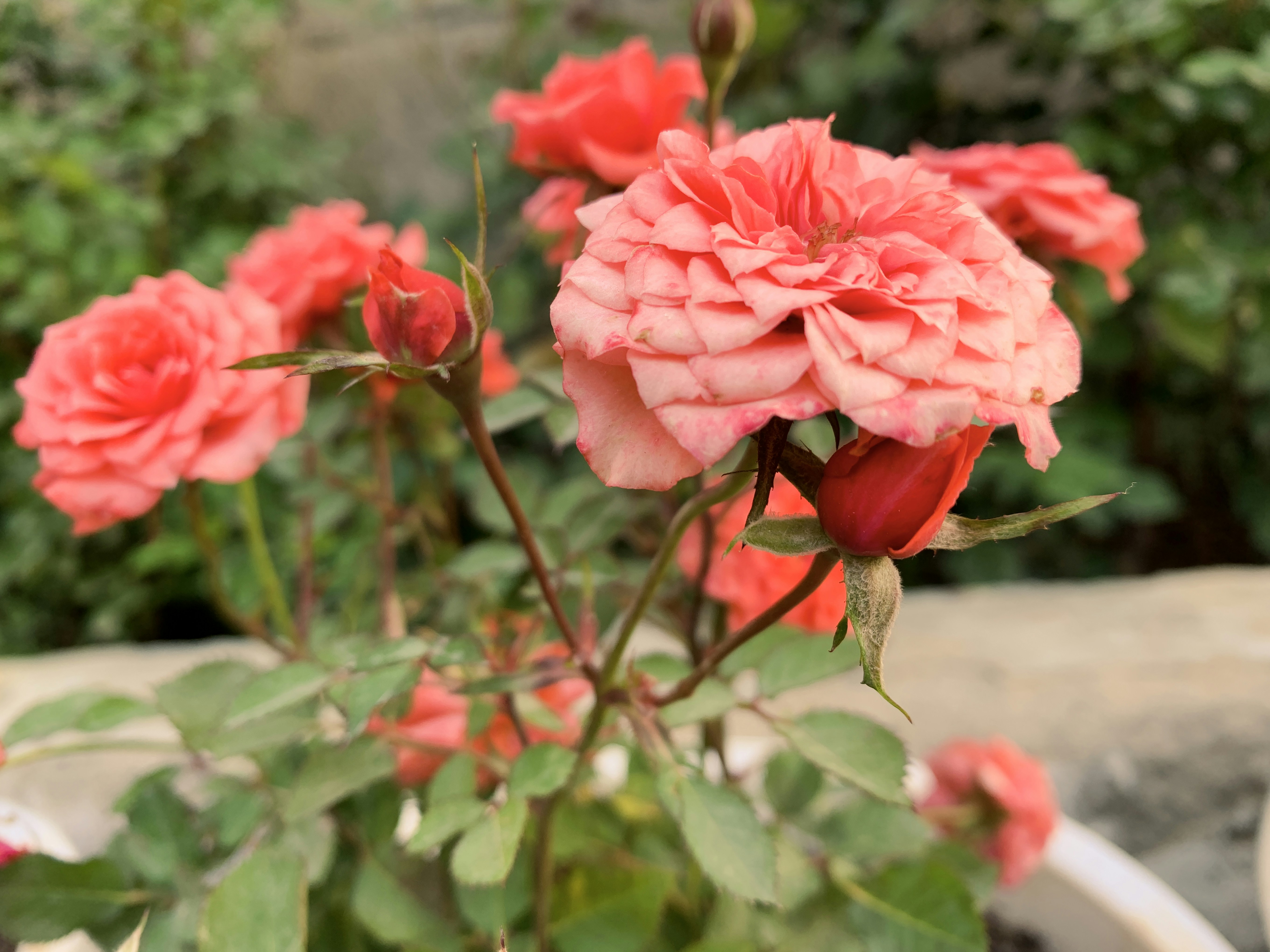 Center Stage Rose: A Ruby Bloom in Soft Garden Light
